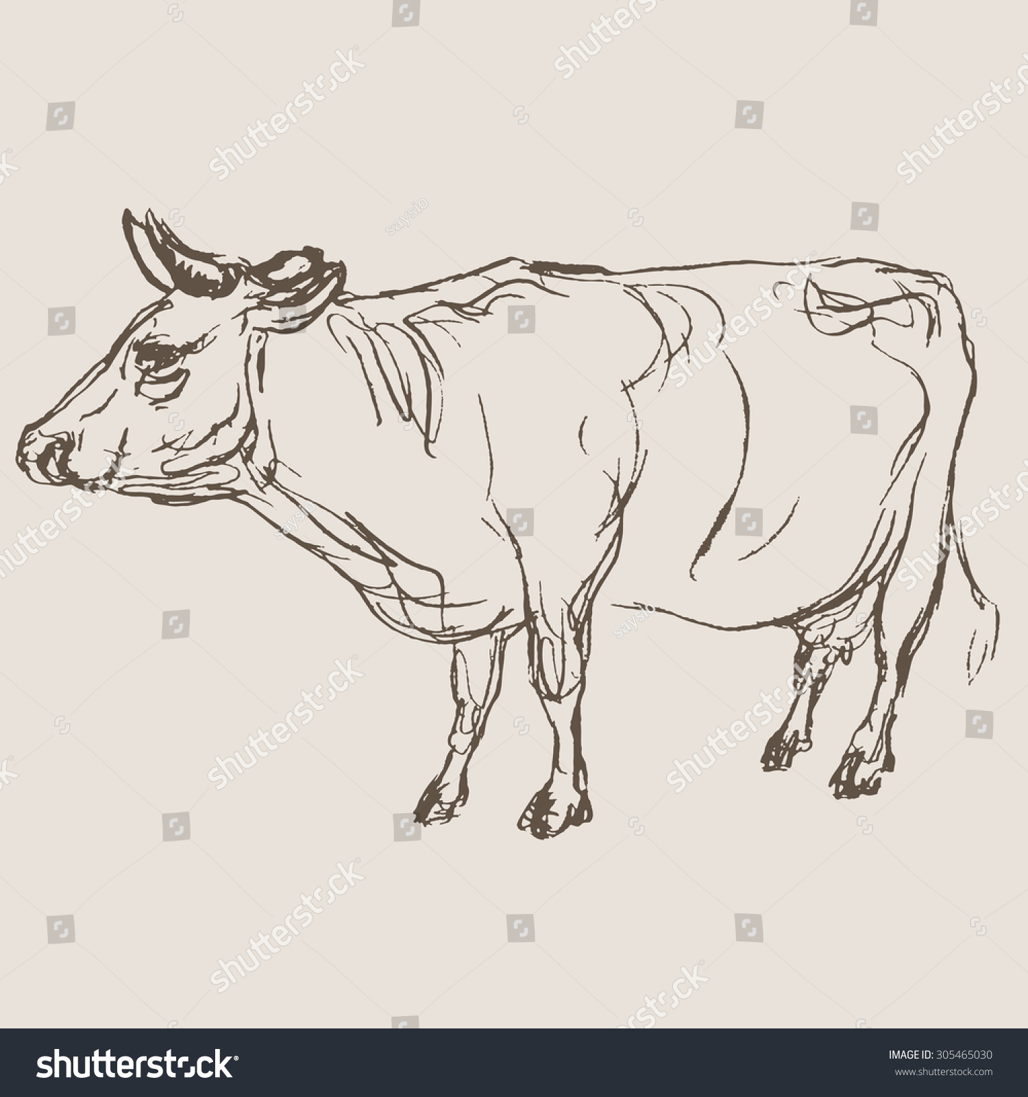 Cow Vector Hand Draw Sketch: เวกเตอร์สต็อก (ปลอดค่าลิขสิทธิ์) 305465030 ...