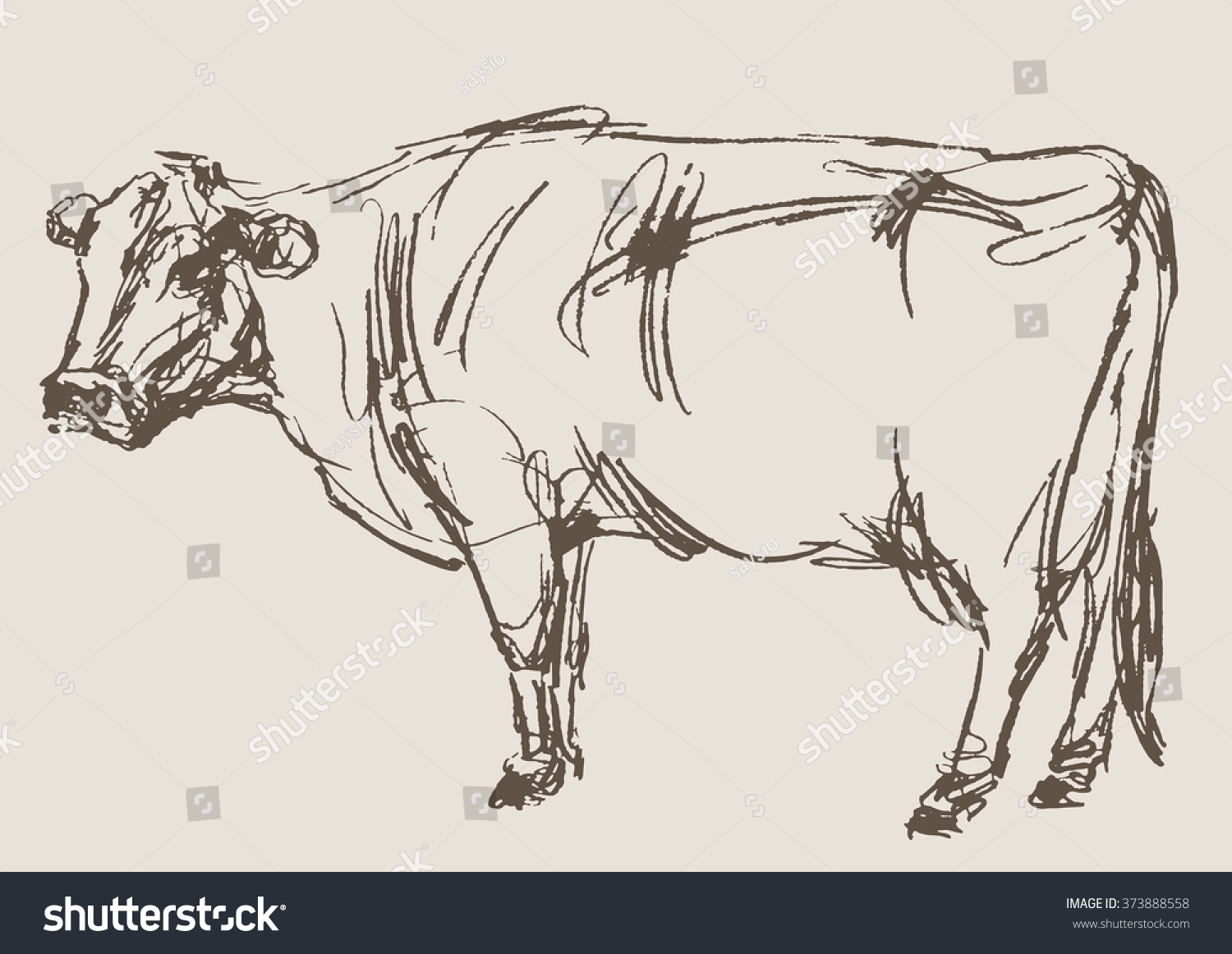 Cow Vector Hand Draw Sketch Stock Vector (Royalty Free) 373888558