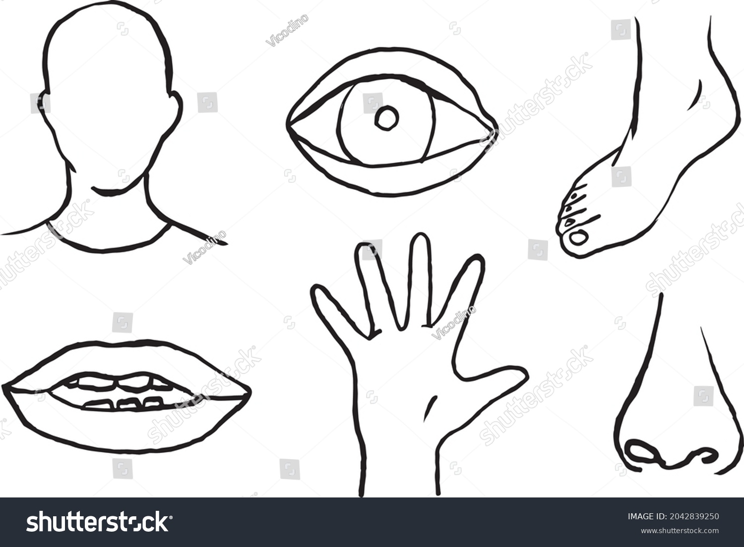 6 Different Human Body Parts Stock Vector (Royalty Free) 2042839250 ...