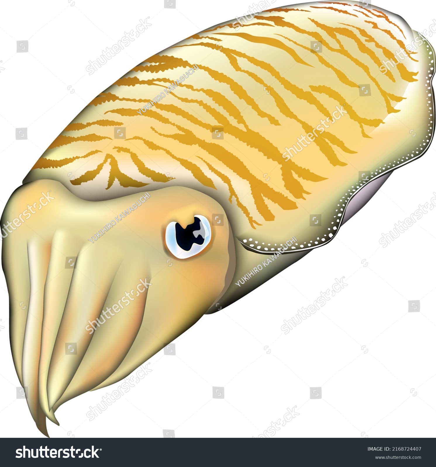 Golden Cuttlefish Illustration Vector Eps Format Stock Vector (Royalty ...
