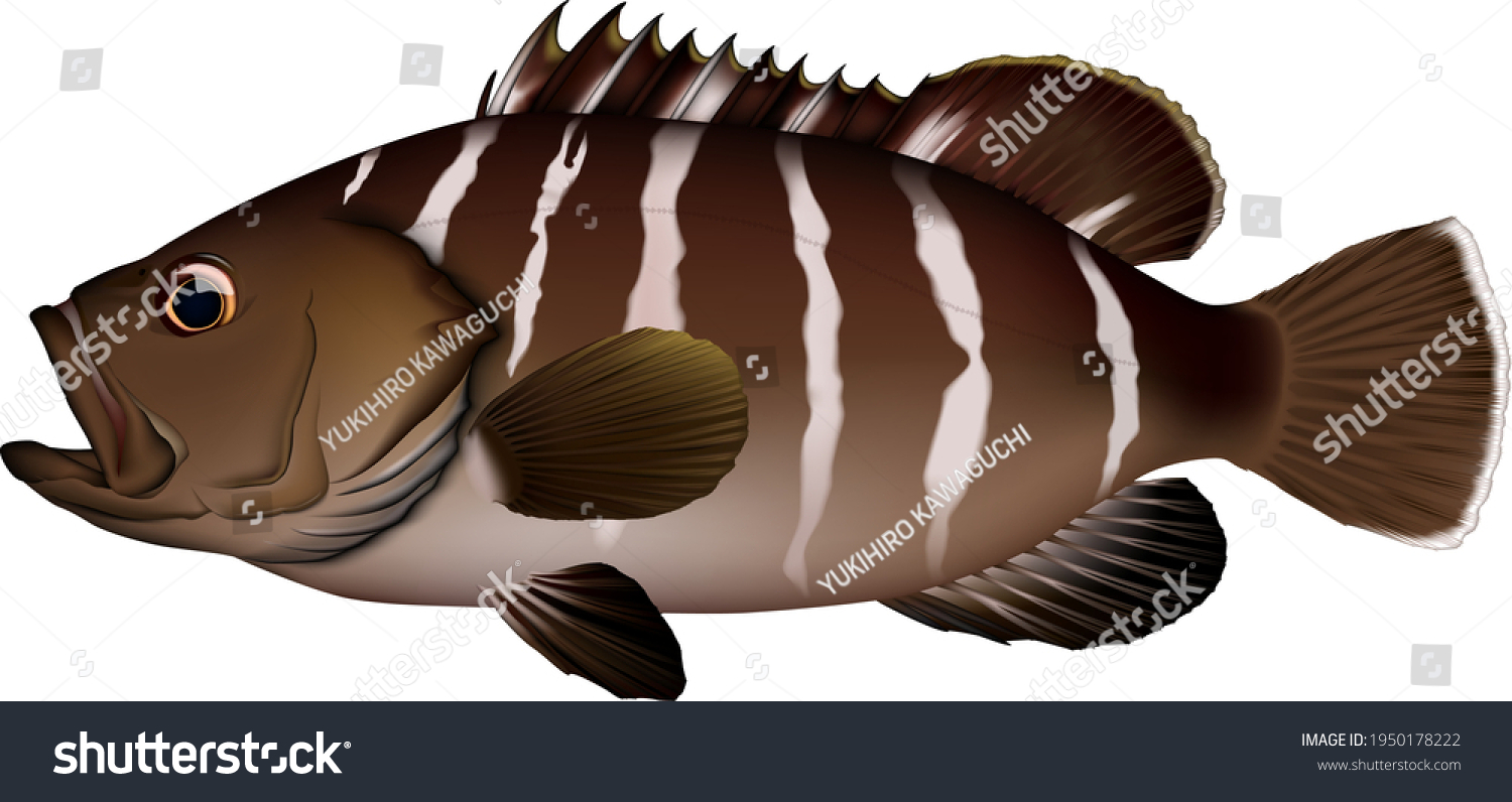 Grouper Rockcod Illustration Vector Eps Format Stock Vector (Royalty ...