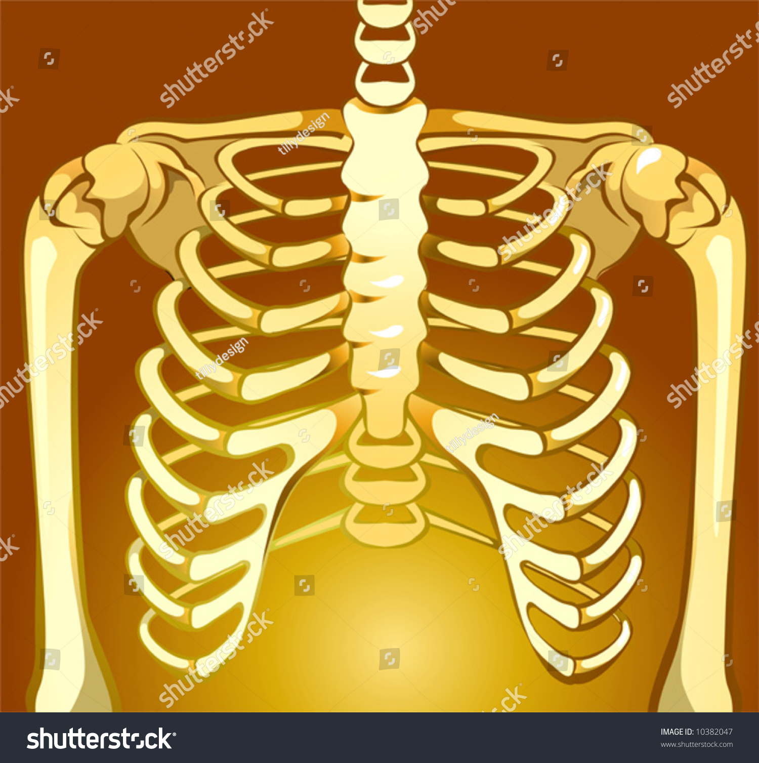 Human Skelton Bones Stock Vector (Royalty Free) 10382047