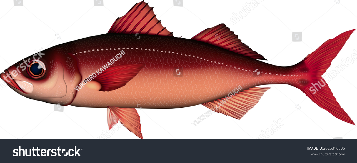 5 Rubyfish Images, Stock Photos & Vectors | Shutterstock