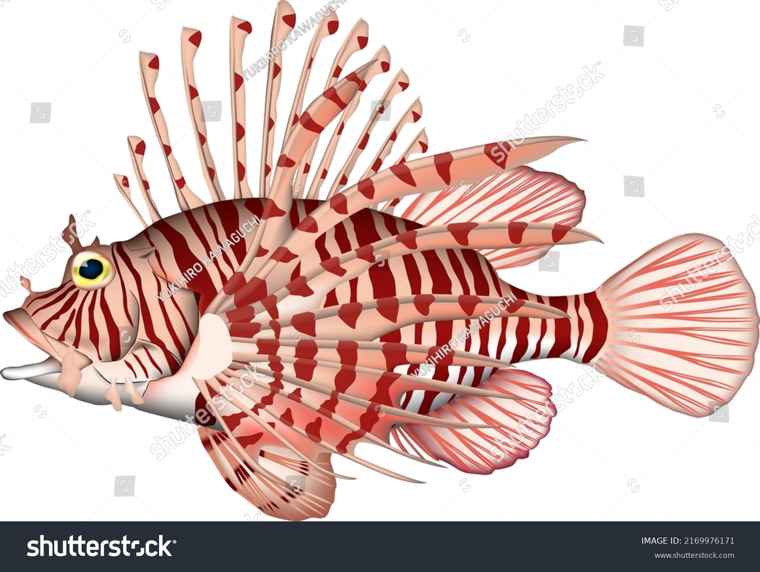 Luna Lionfish Illustration Vector Eps Format Stock Vector (Royalty Free ...
