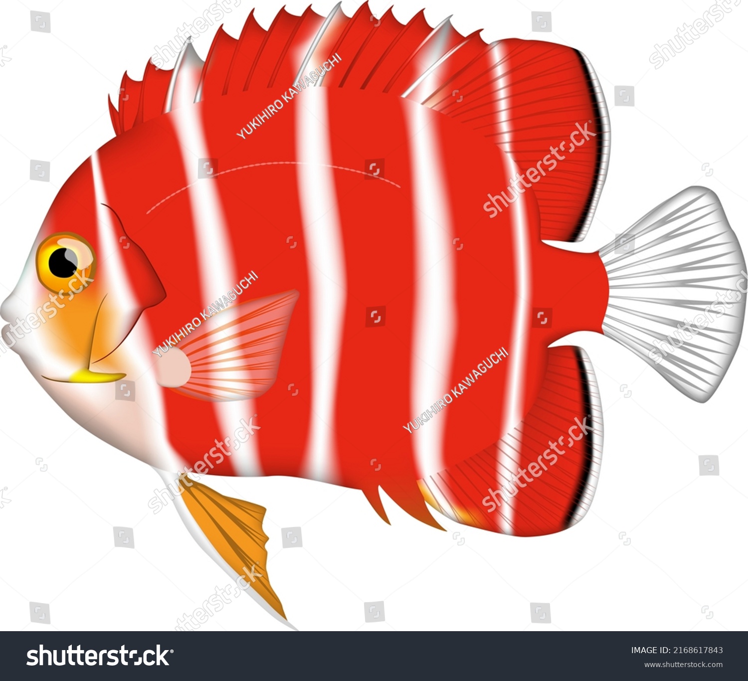 Peppermint Angel Fish Illustration Vector Eps Stock Vector (Royalty ...