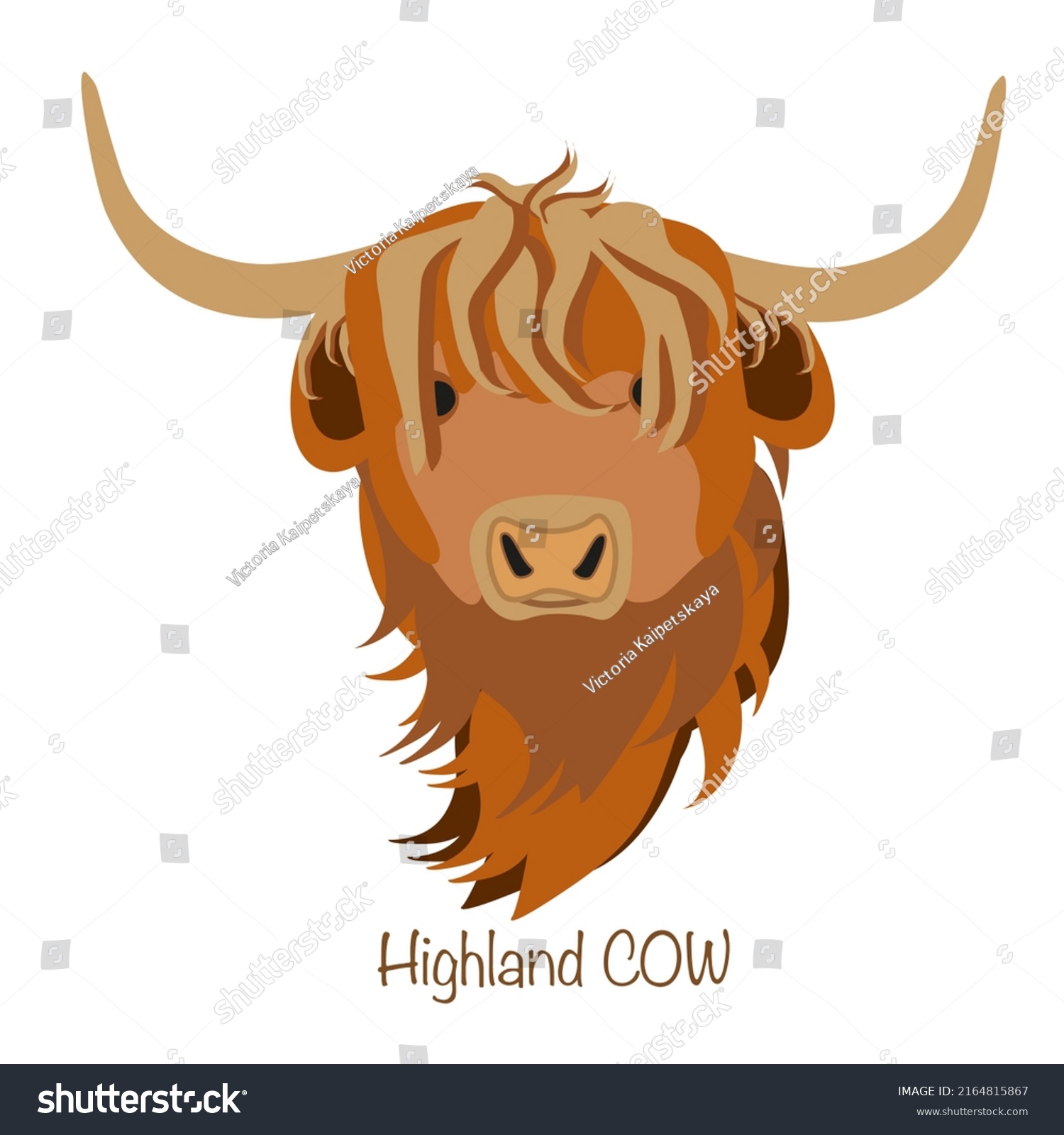 Portrait Highland Cattle Cow Cute Head Stock Vector Royalty Free