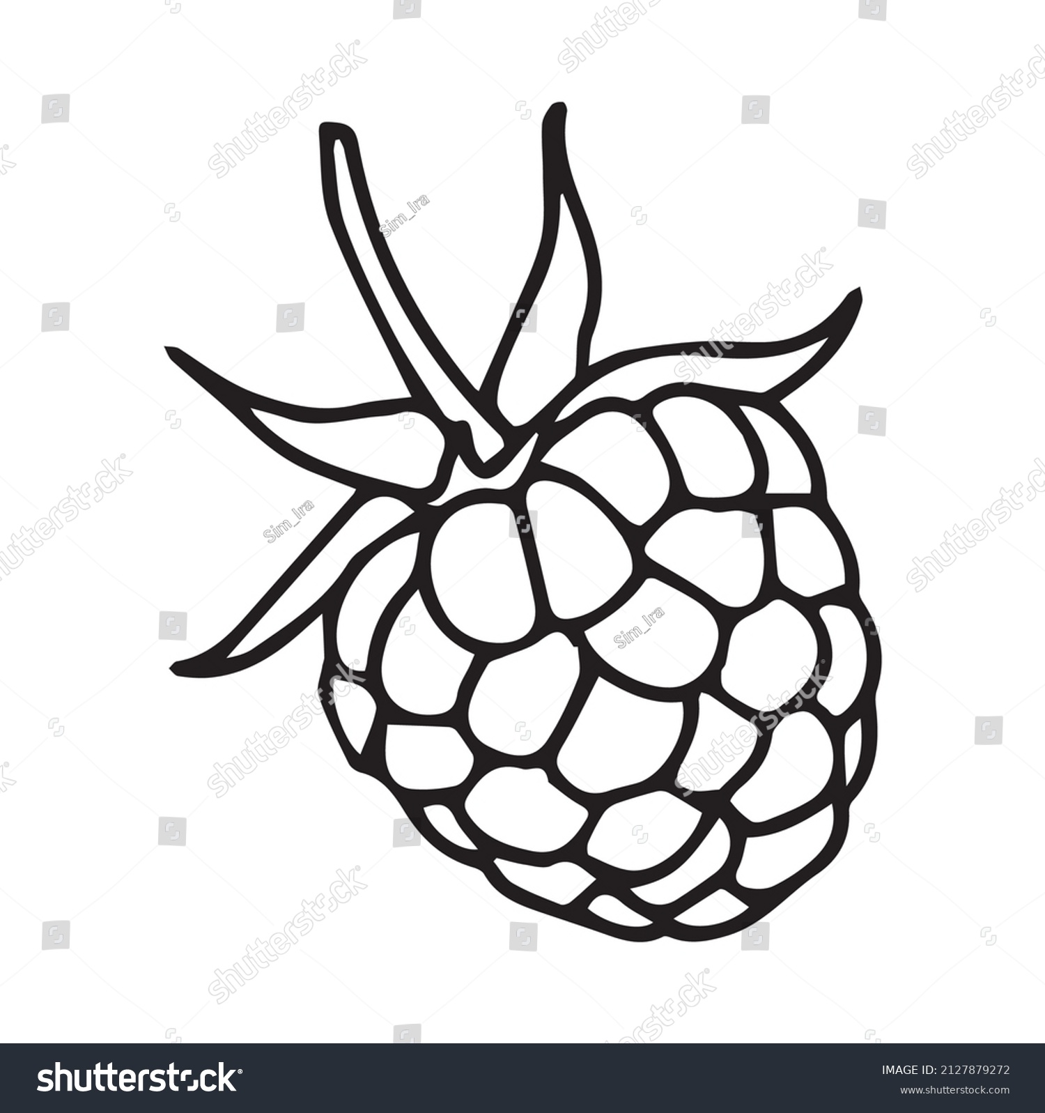 Raspberries White Background Raspberry Vector Illustration Stock Vector ...