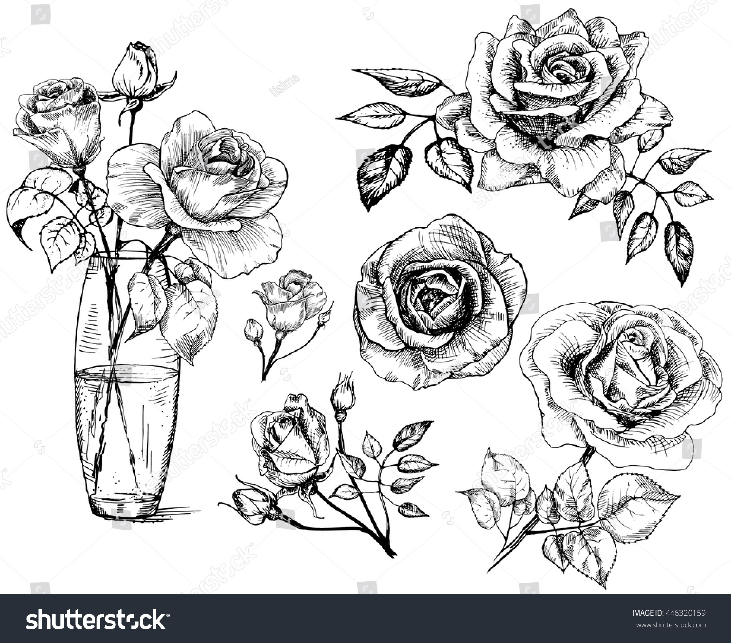 Roses Hand Drawn Flower Set Stock Vector (Royalty Free) 446320159 ...