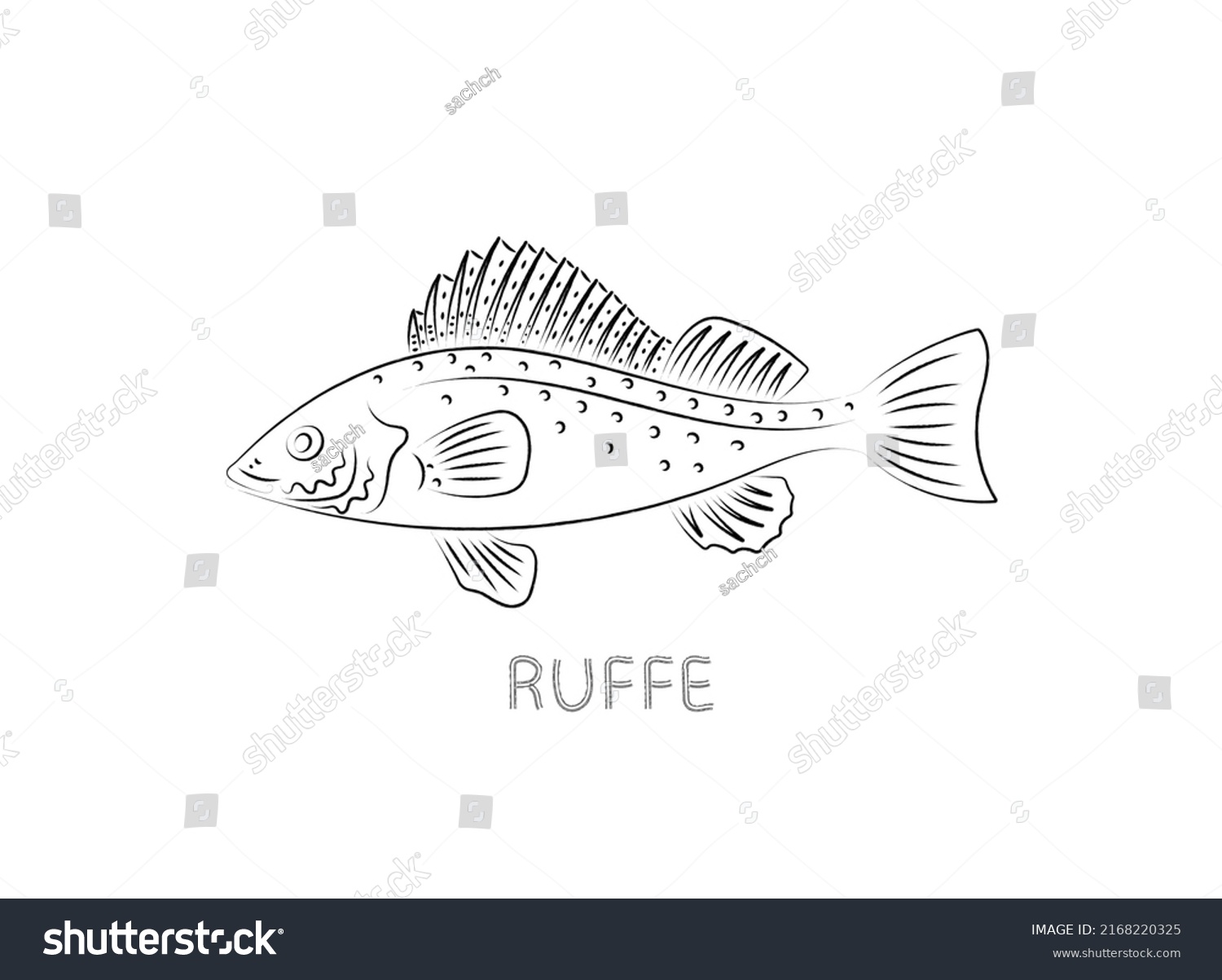Ruffe Fish Isolated Vector Illustration Stock Vector (Royalty Free ...