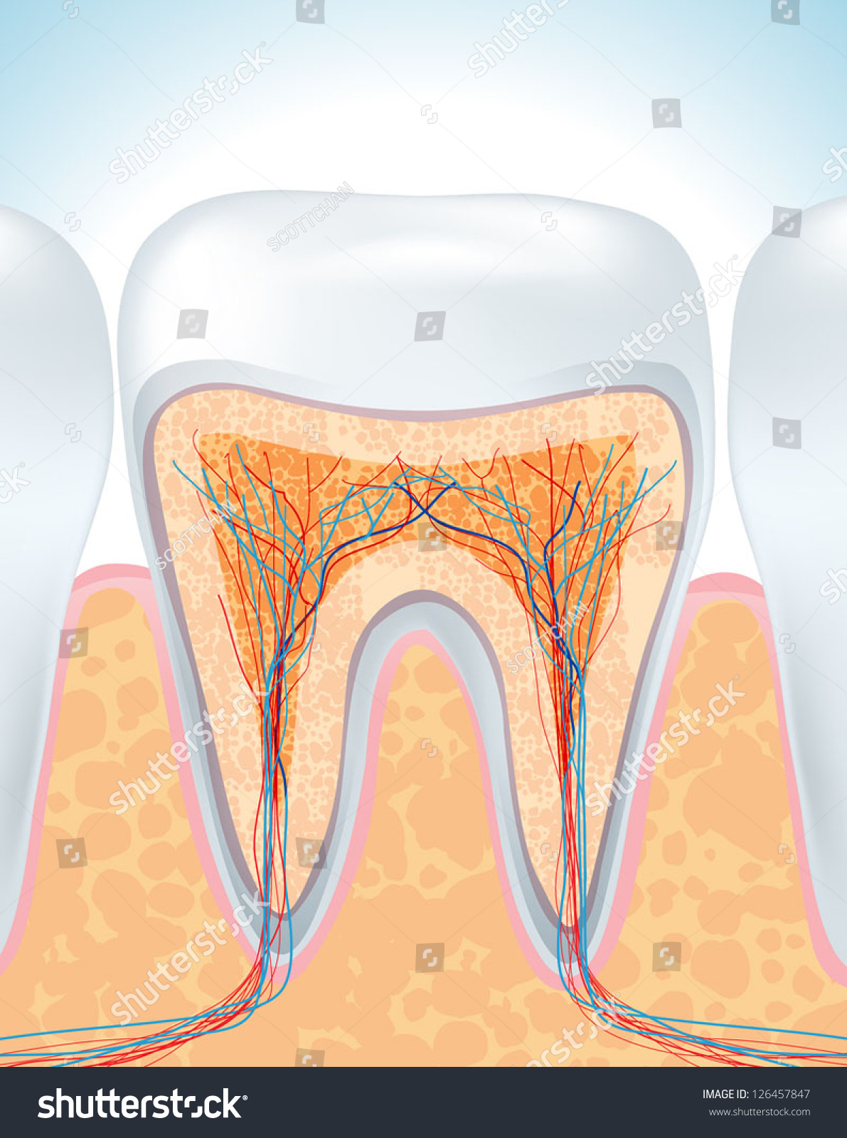 Tooth Anatomy Illustration Vector Design Stock Vector (Royalty Free ...
