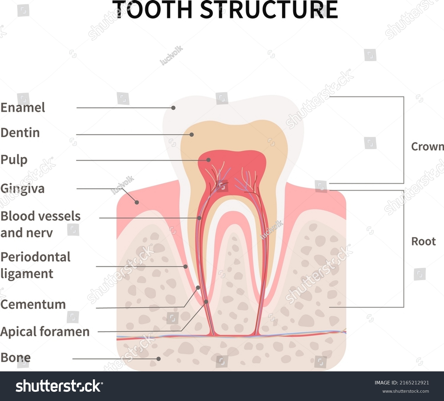 Tooth Structure Graphics Dental Illustration Stock Vector (Royalty Free ...