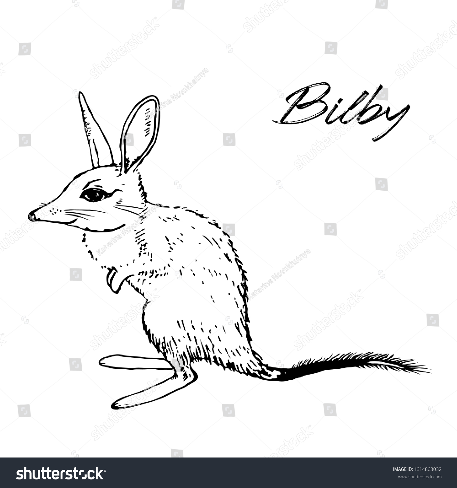 Greater Bilby Poster Sketch Vector Design Stock Vector (Royalty Free ... Greater Bilby Poster Sketch Vector Design Stock Vector (Royalty Free ...