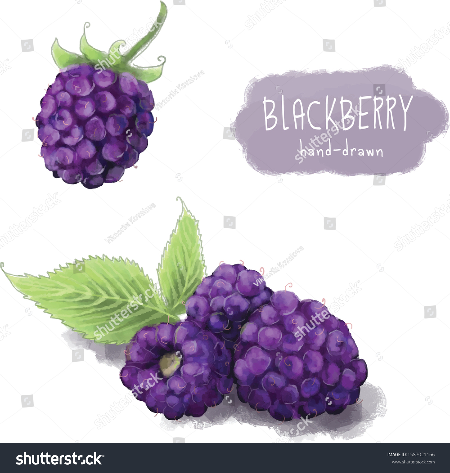 Vector Realistic Blackberry Hand Drawn Stock Vector (Royalty Free ...