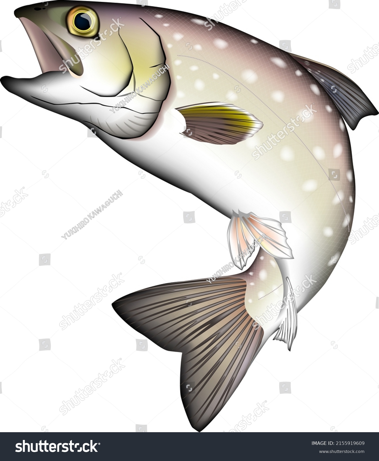 White Spotted Char Fish Illustration Vector Stock Vector (Royalty Free ...