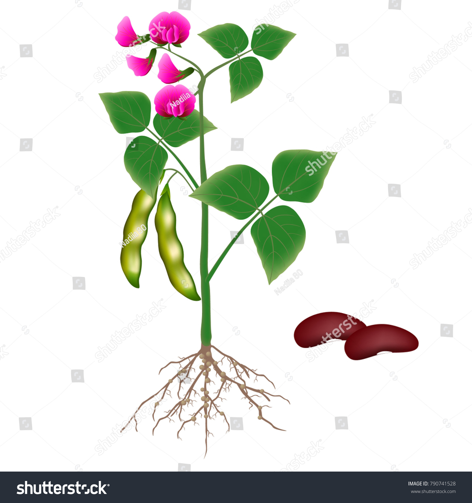Bean Plant On White Background Stock Vector (Royalty Free) 790741528 ...