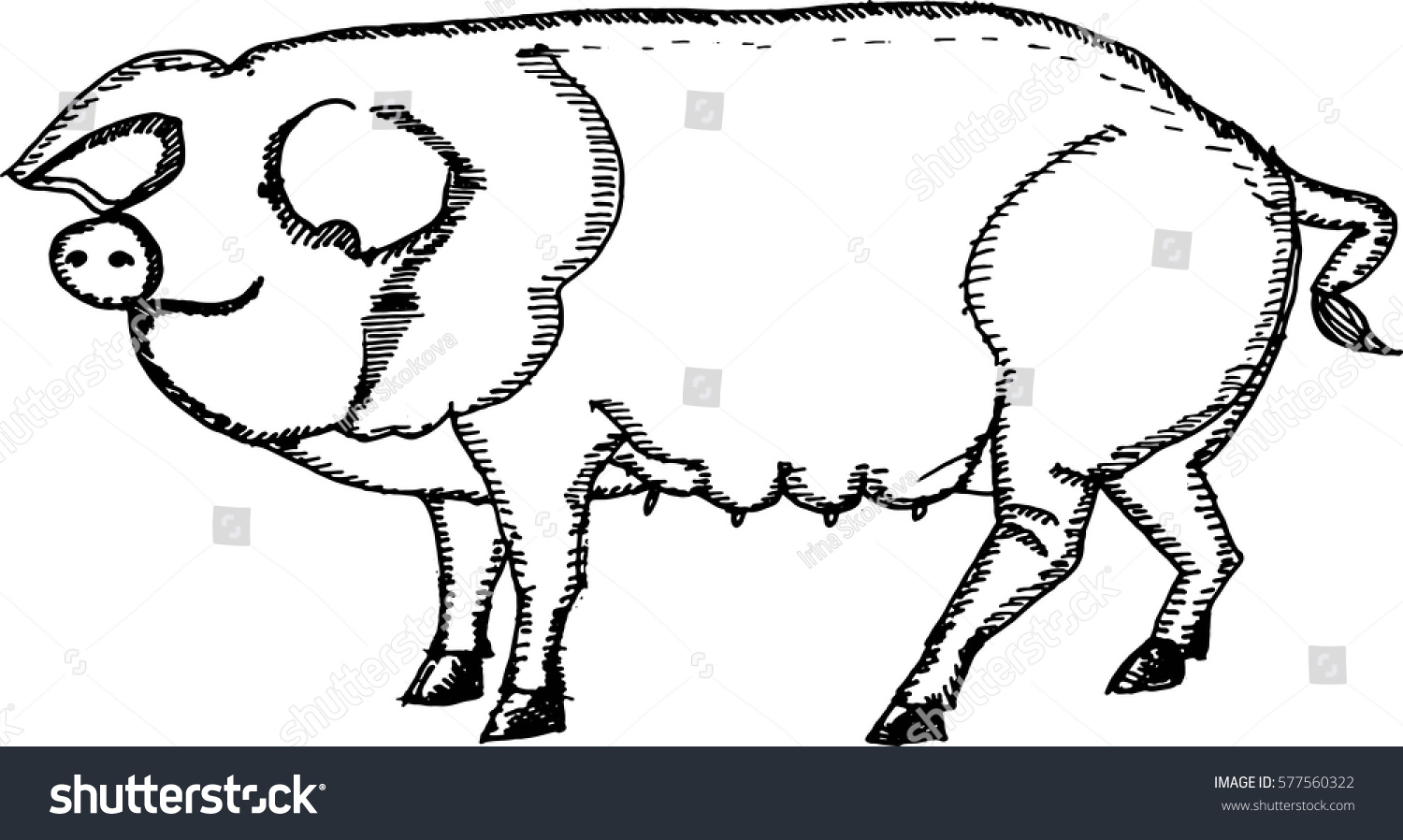 Hand Drawn Pig Stock Vector (Royalty Free) 577560322