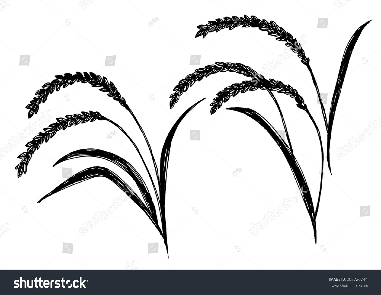 Handdrawn Rice Stock Vector (Royalty Free) 208720744 | Shutterstock