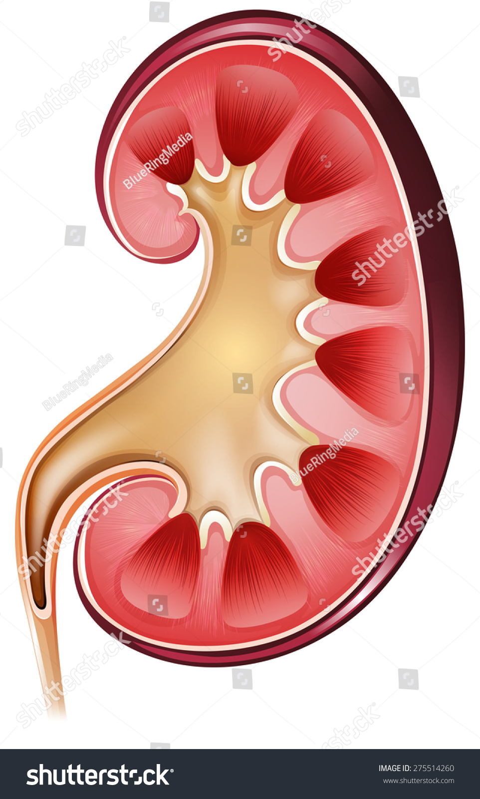 Kidney On White Background Stock Vector (Royalty Free) 275514260 ...