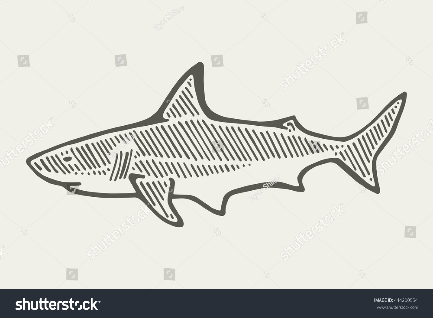 Large Shark Drawing Illustration Stock Vector (Royalty Free) 444200554 ...