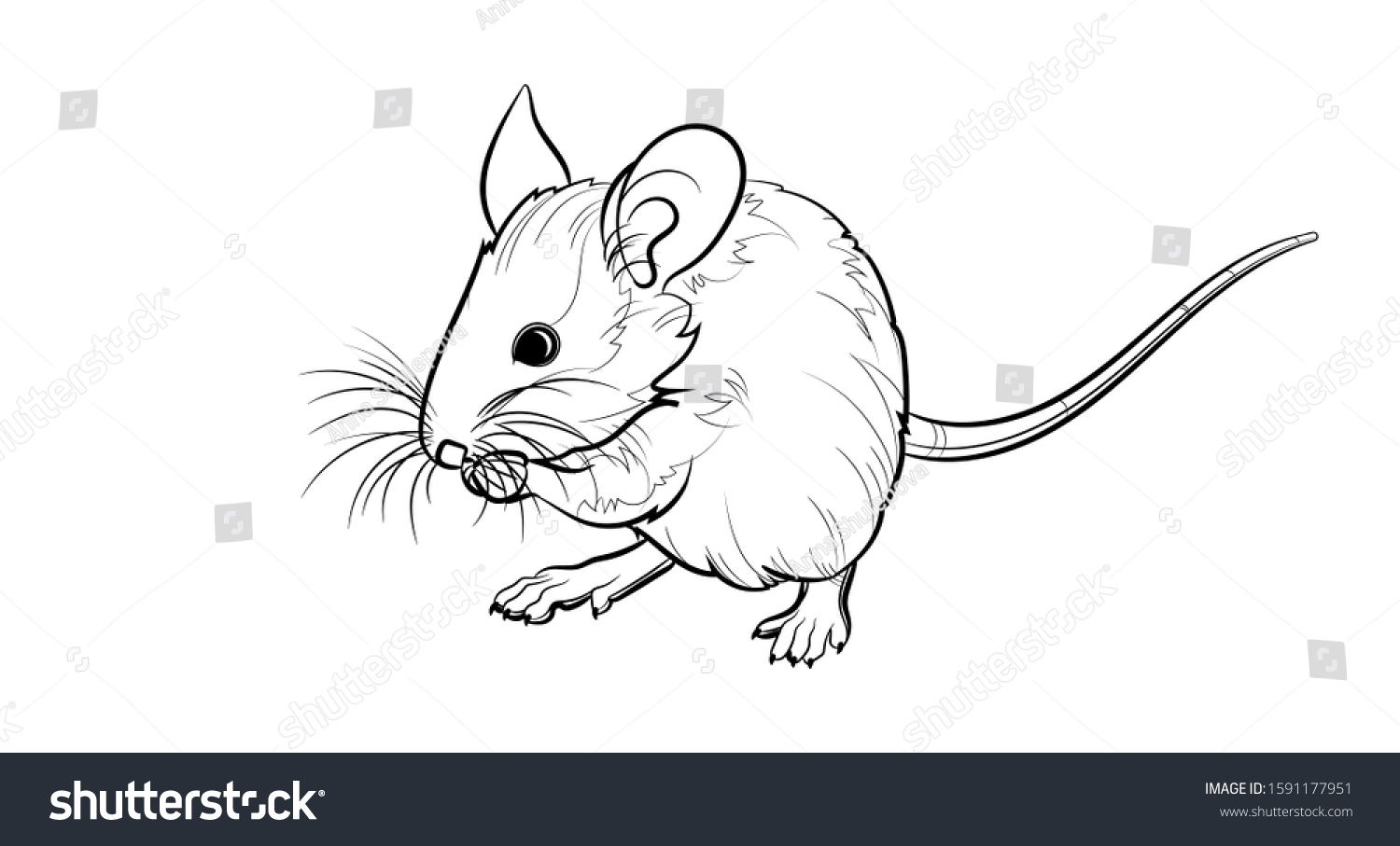 Mouse Line Drawing Vector Illustration: เวกเตอร์สต็อก (ปลอดค่าลิขสิทธิ์ ...
