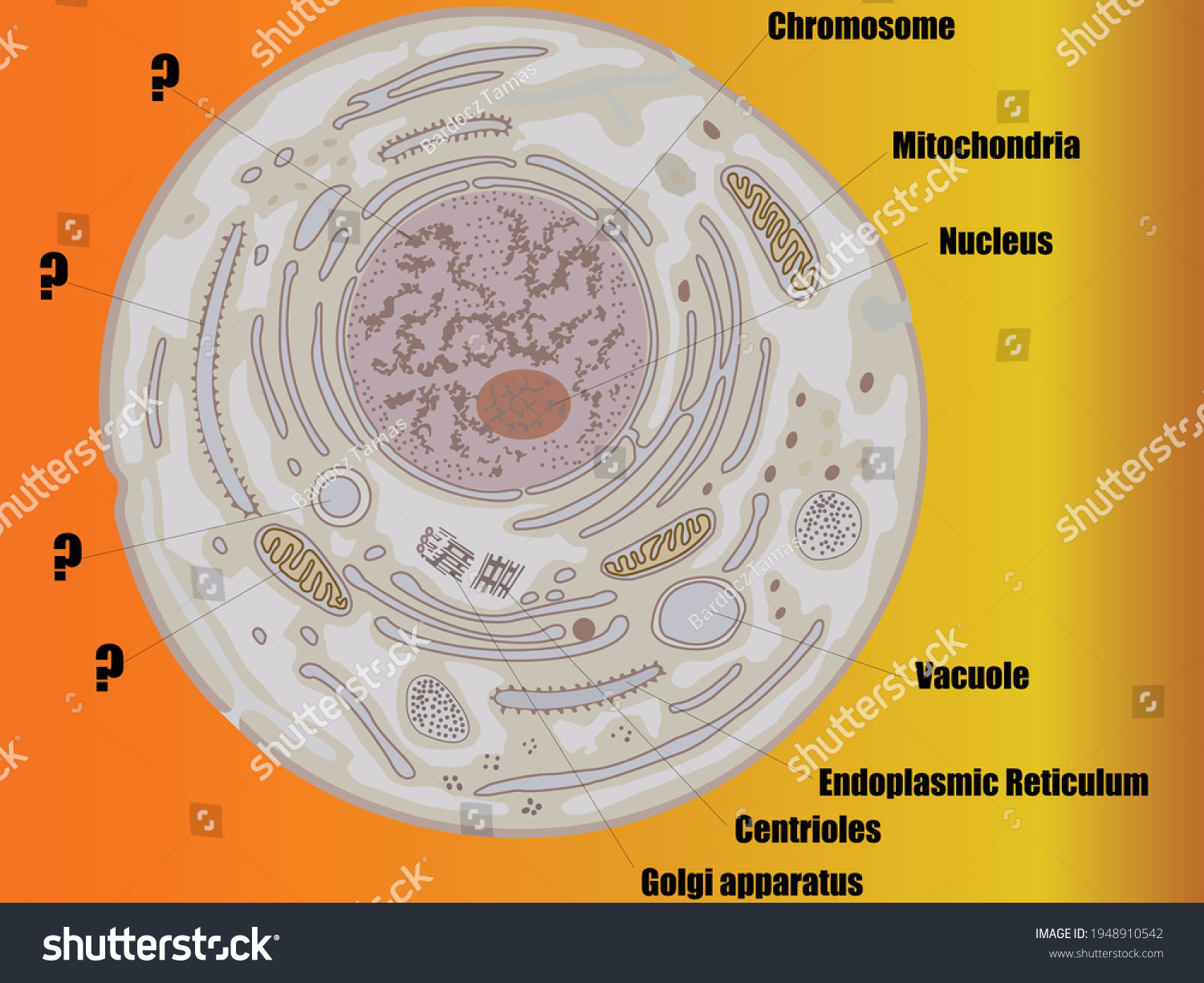 Whole Cell Structure Human Stock Vector (Royalty Free) 1948910542