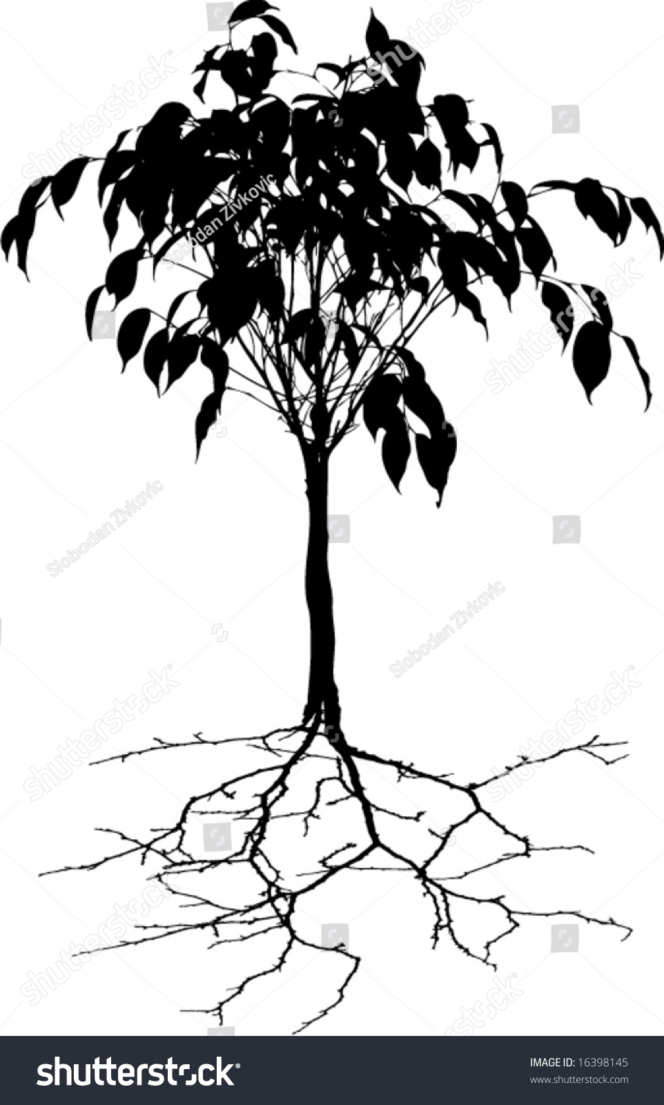 Abstract Young Tree Root Vector Illustration Stock Vector (Royalty Free ...