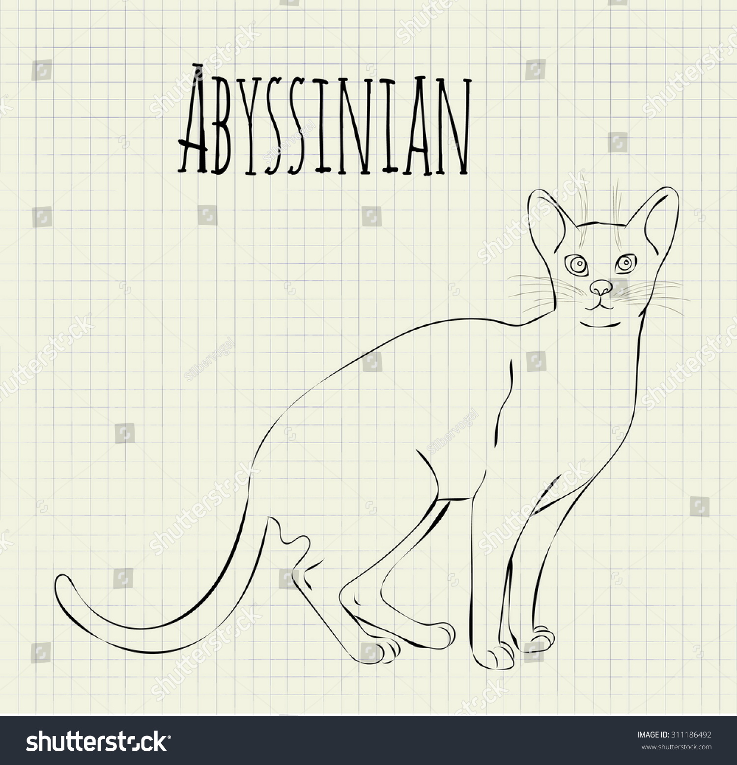Abyssinian Cat Vector Drawing On Notebook Stock Vector (Royalty Free ...
