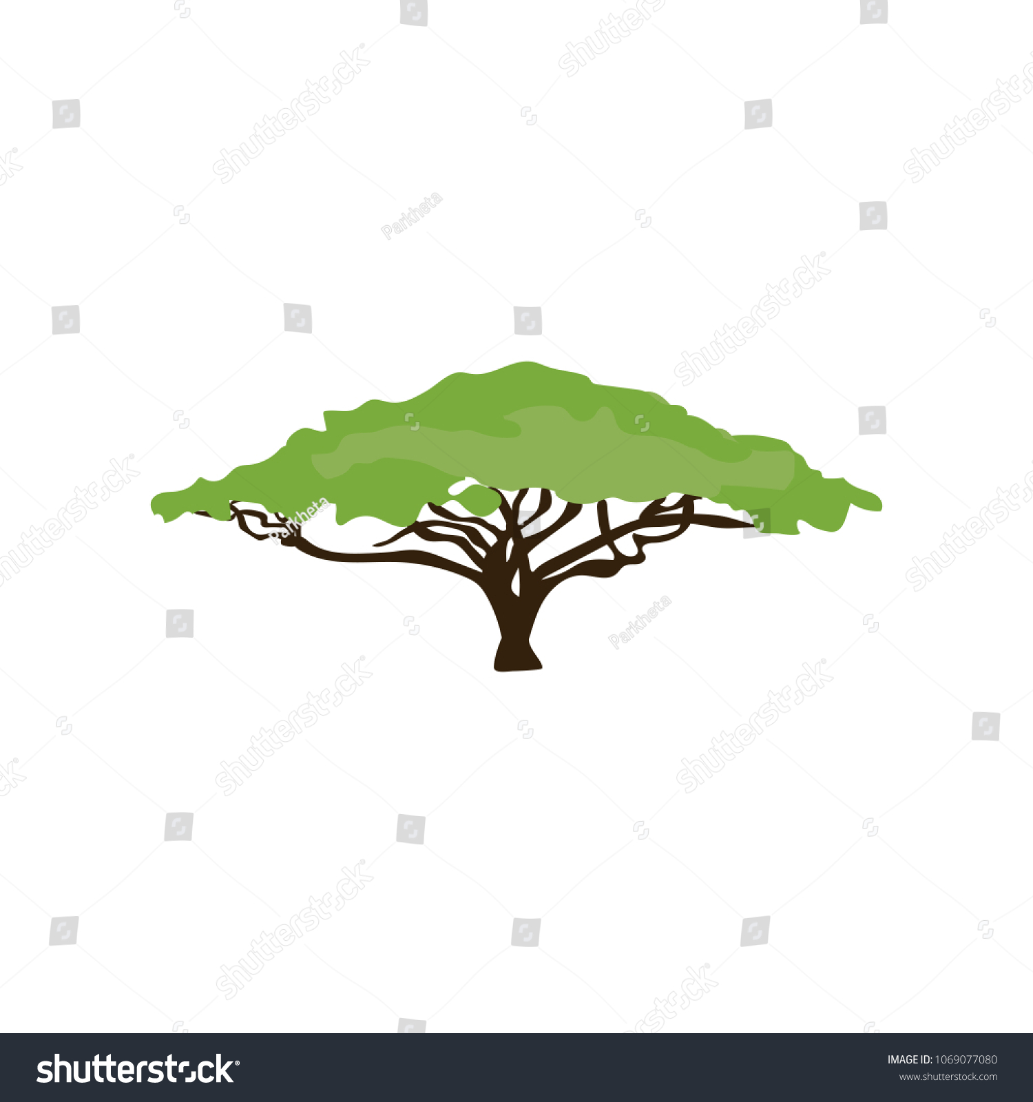Acacia Tree Illustration Stock Vector (Royalty Free) 1069077080