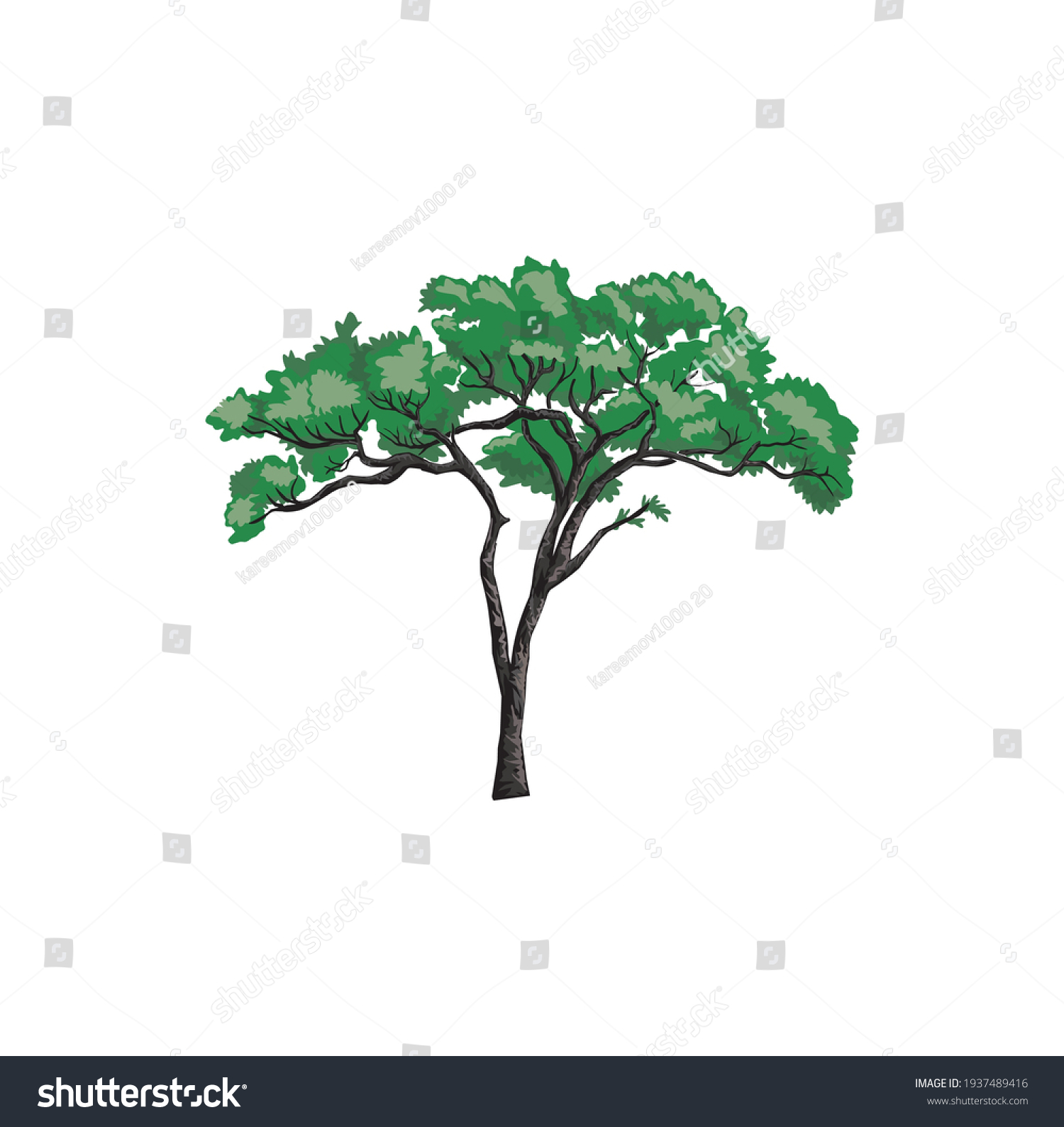 Acacia Tree Logo Vector Illustration Stock Vector (Royalty Free) 1937489416