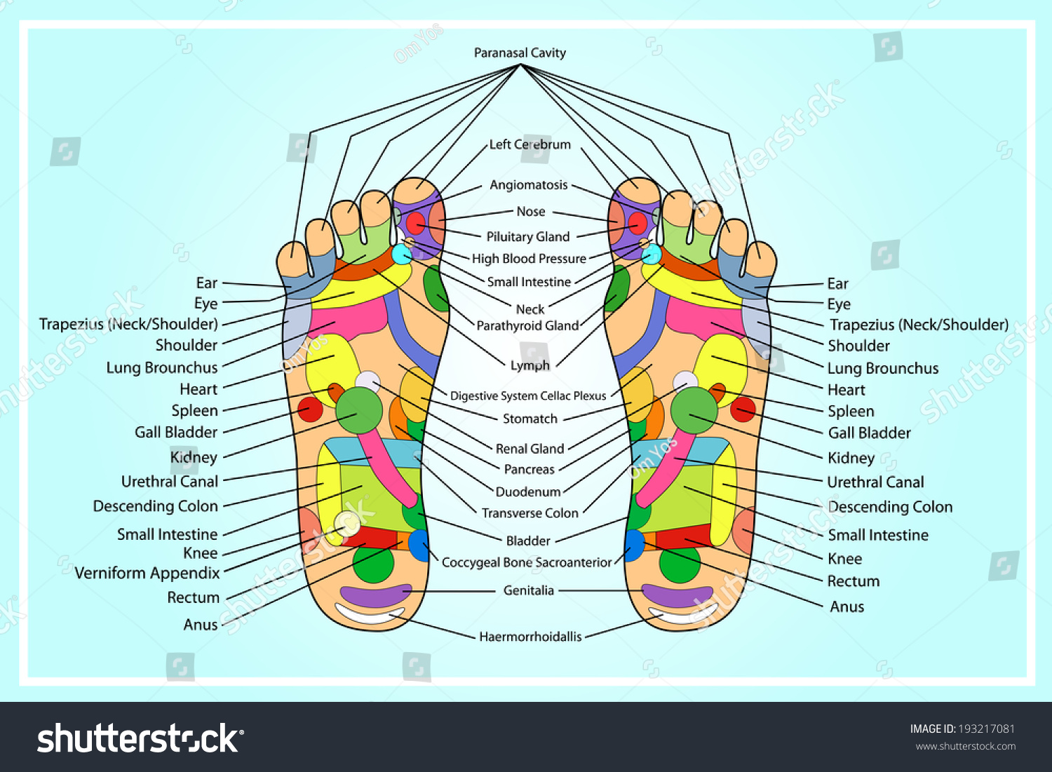 Acupuncture Foot Scheme Stock Vector (Royalty Free) 193217081 ...