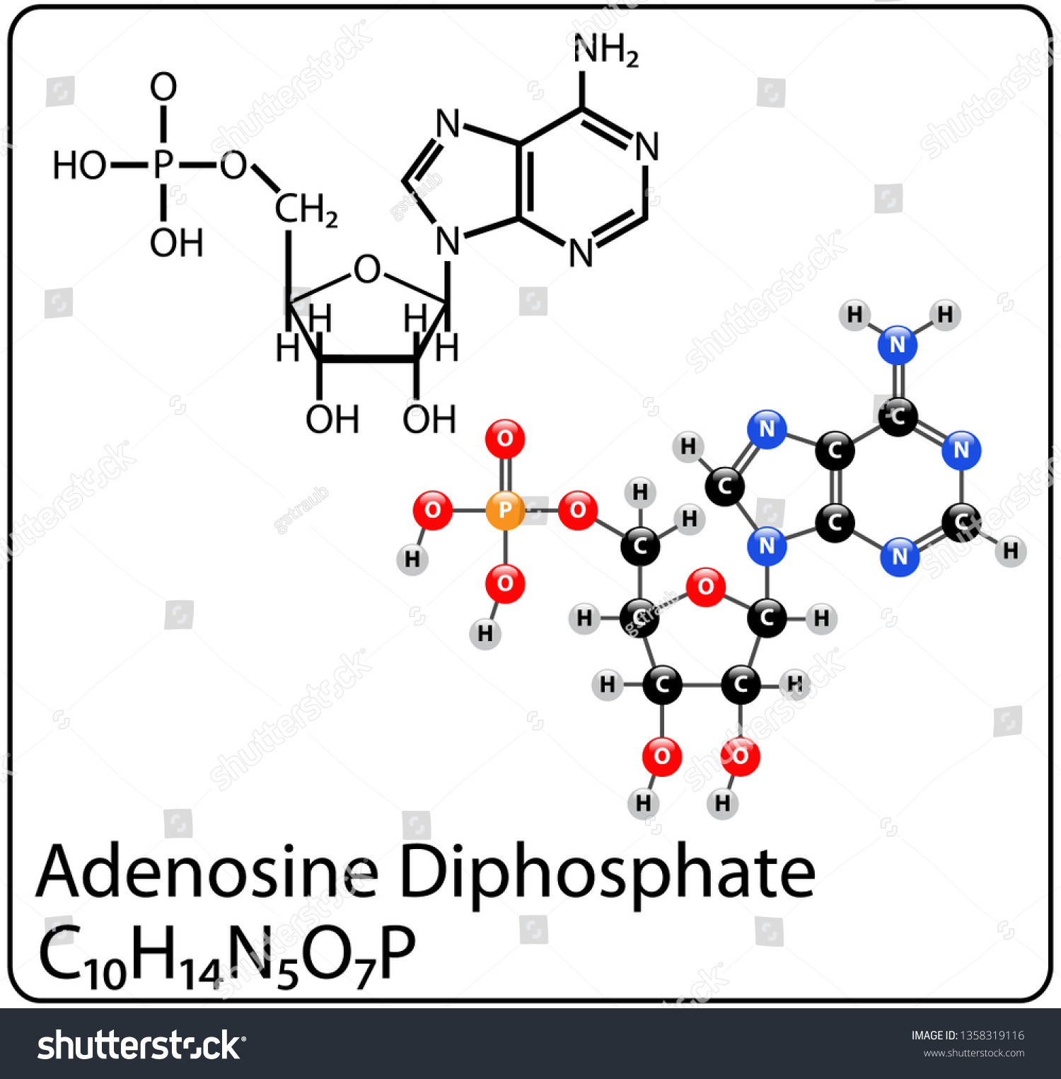 Adenosine Monophosphate Molecule Structure: vector de stock (libre de ...
