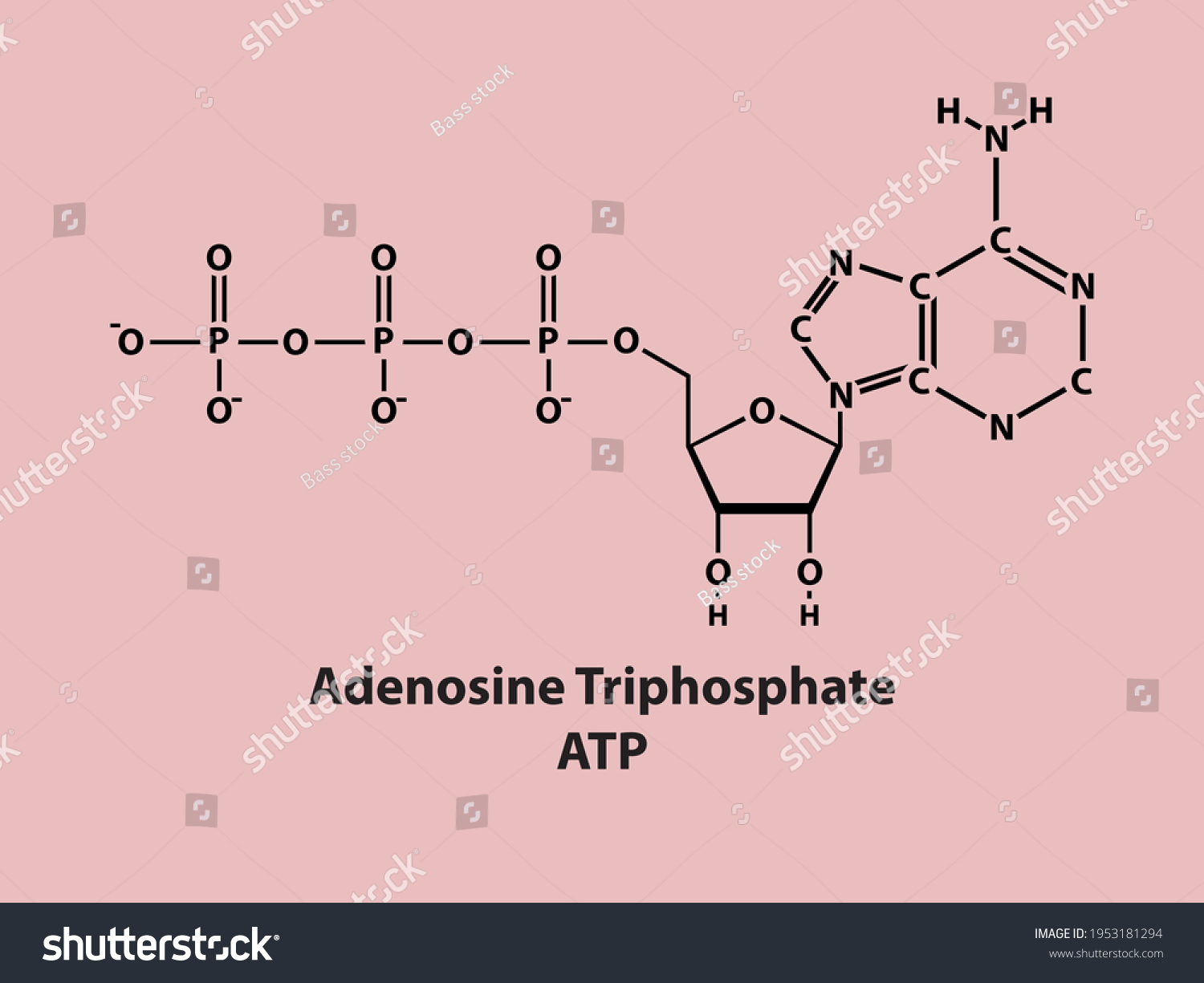 Adenosine Triphosphate Atp Biomolecule Strcuture On Stock Vector