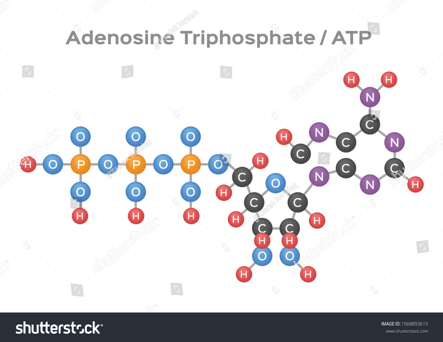 Adenosin Images, Stock Photos & Vectors | Shutterstock