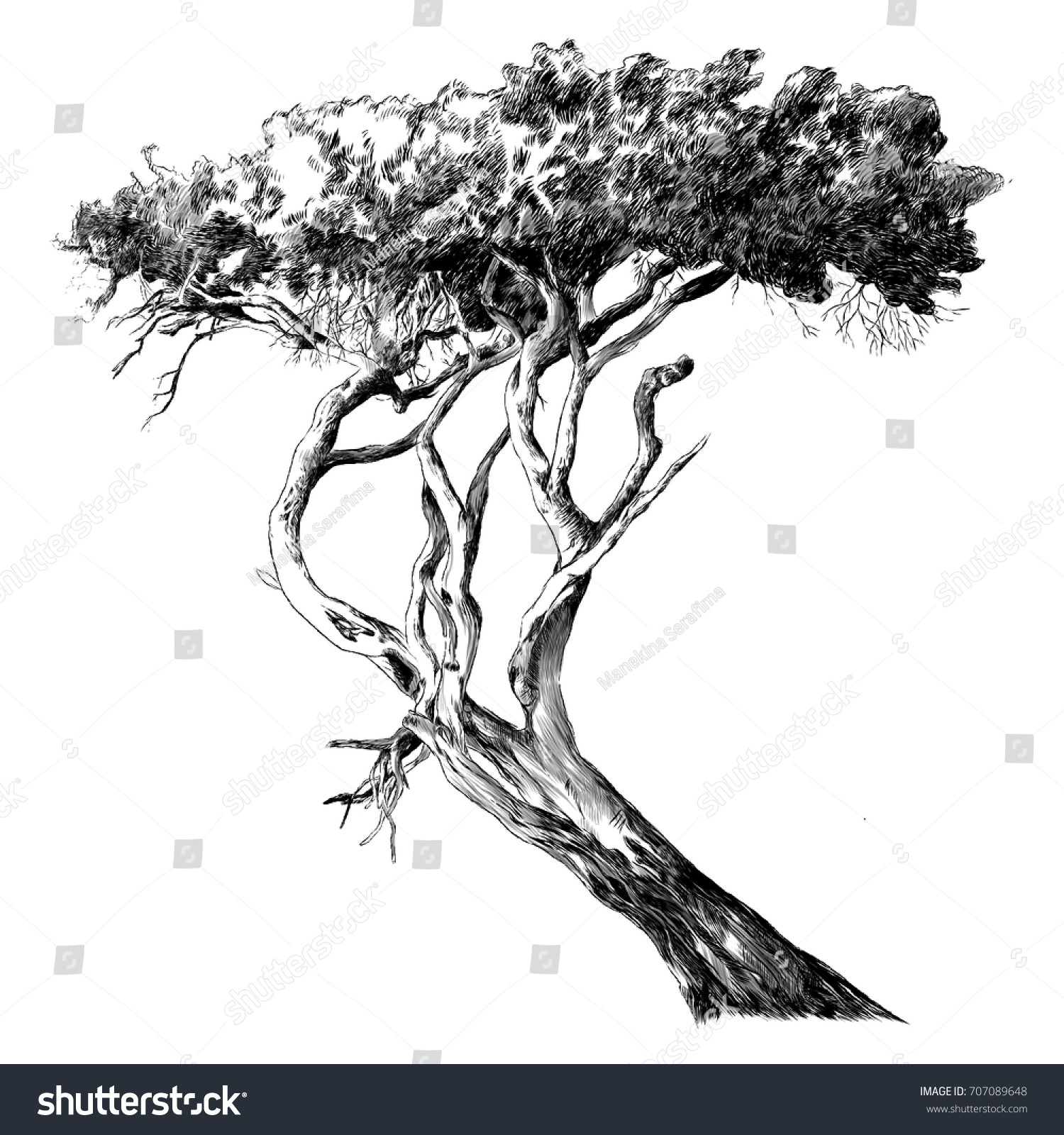 Vektor Stok African Tree Sketch Vector Graphics Monochrome (Tanpa ...