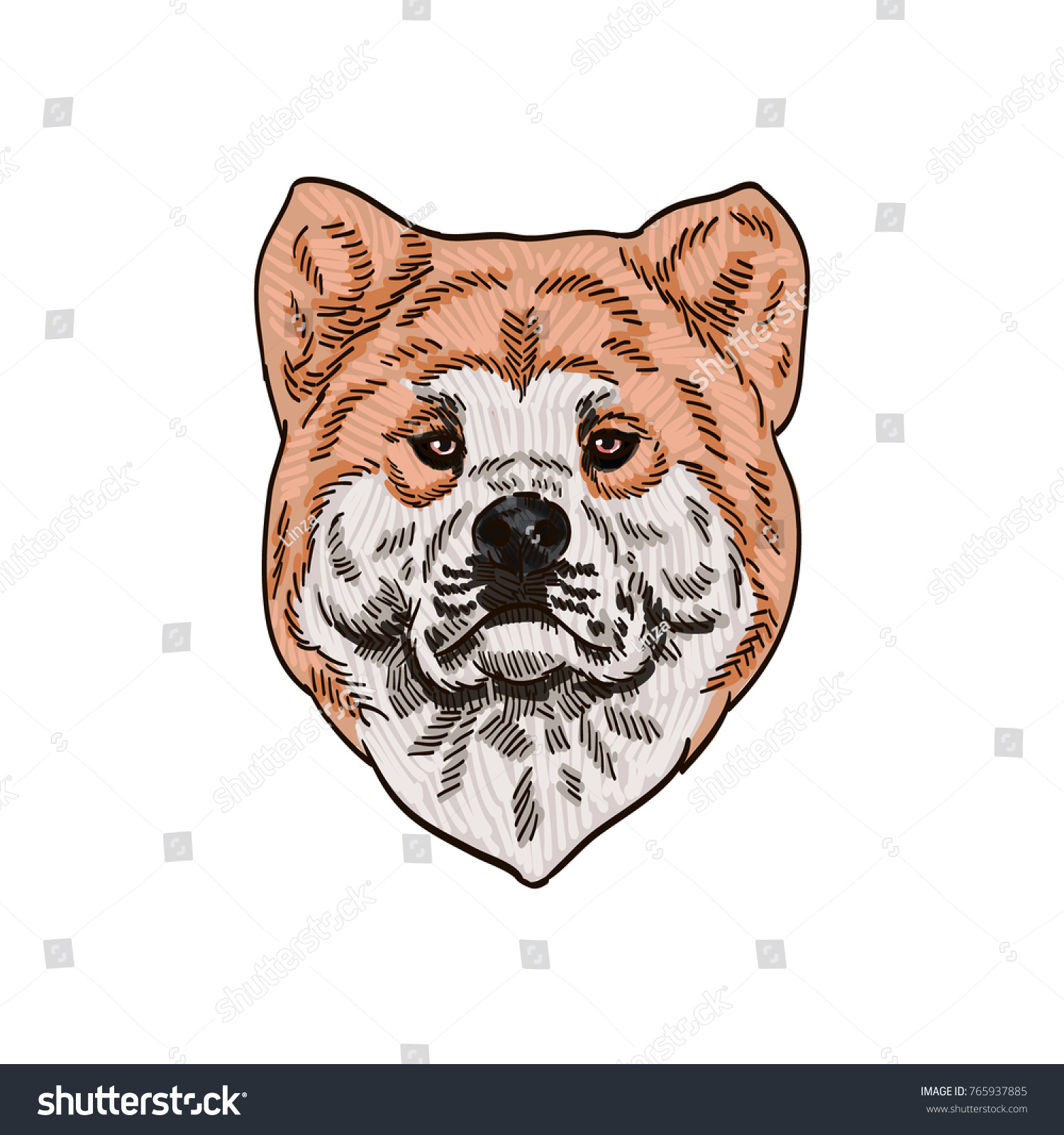 Akita Vector Drawing Illustration Stock Vector (Royalty Free) 765937885
