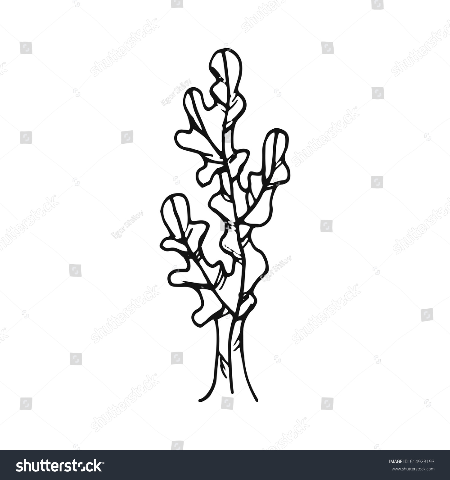 Algae Drawing Vector Isolated: เวกเตอร์สต็อก (ปลอดค่าลิขสิทธิ์ ...