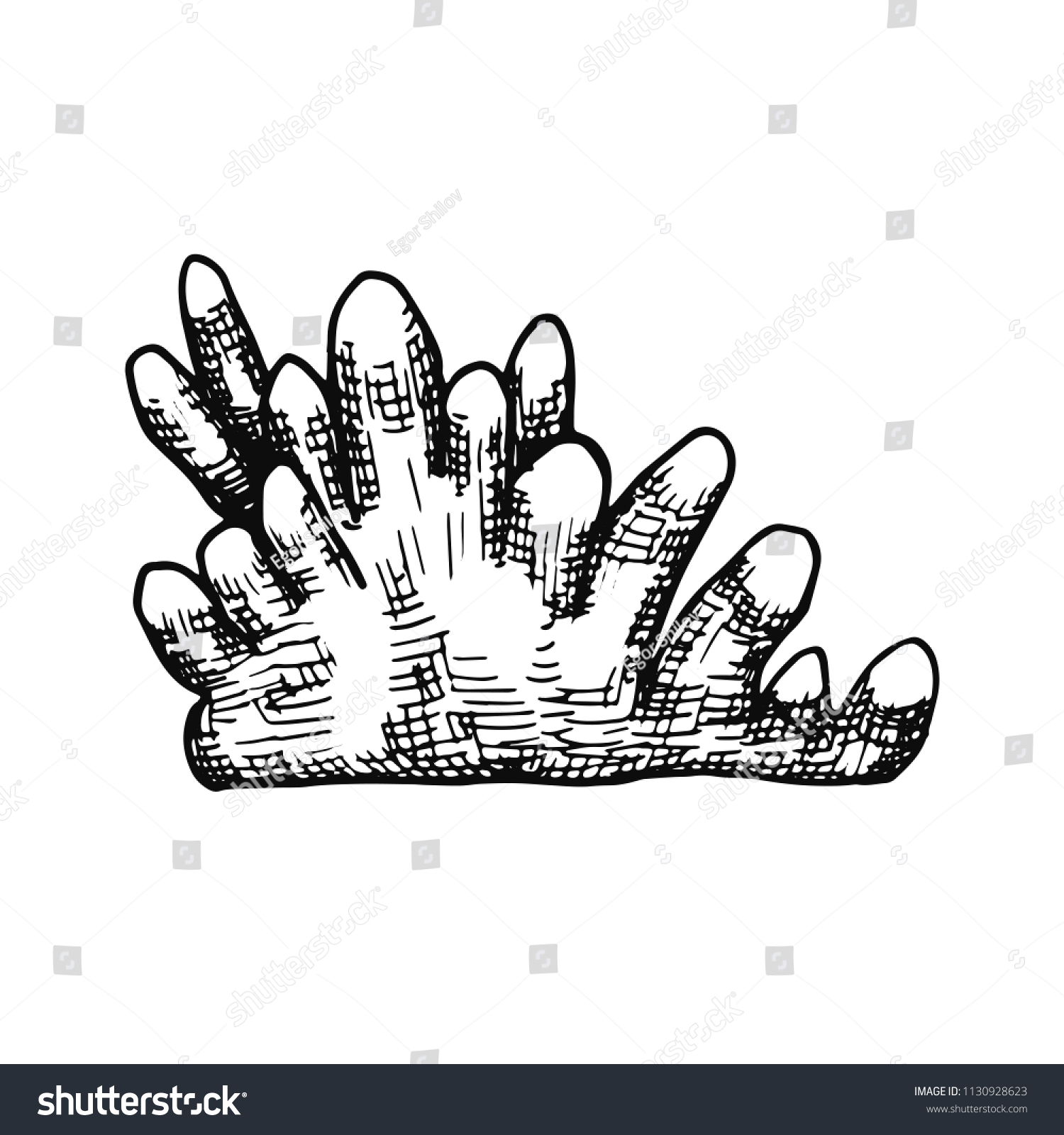 Algae Hand Drawing Vector Isolated Marine: เวกเตอร์สต็อก (ปลอดค่า ...