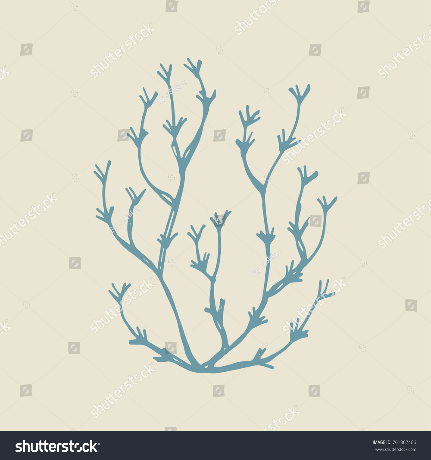 Algae Hand Drawing Vector Sketch Isolated Stock Vector (Royalty Free ...