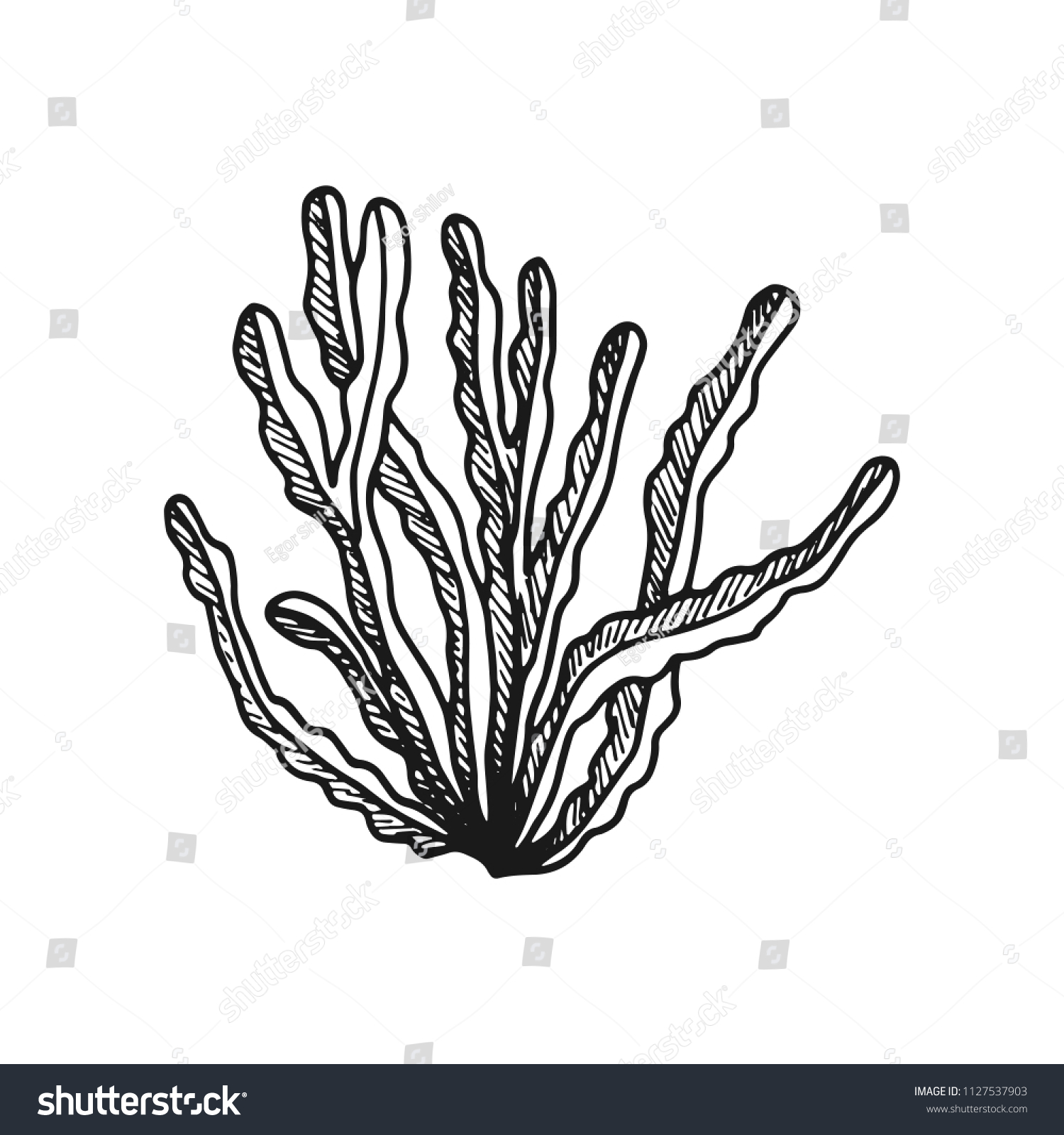 Algae Leaves Simple Sketch Vector Isolated: เวกเตอร์สต็อก (ปลอดค่า ...