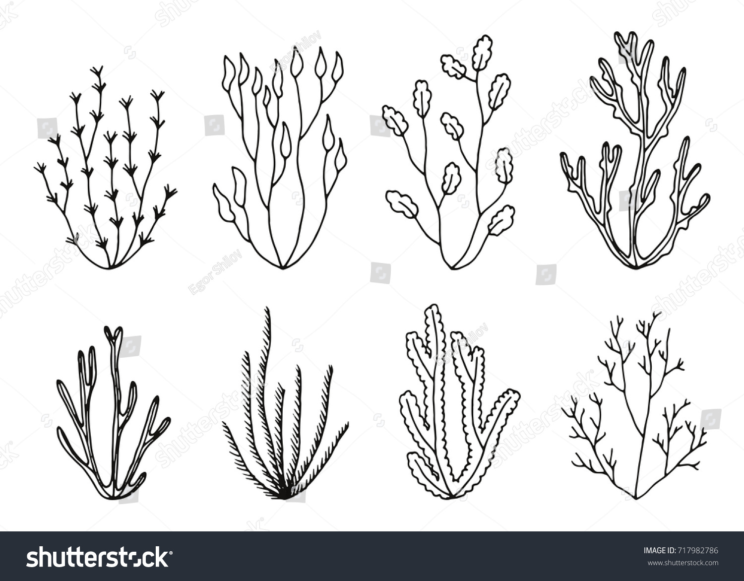 Algae Vector Set Hand Drawings Isolated 库存矢量图（免版税）717982786 | Shutterstock