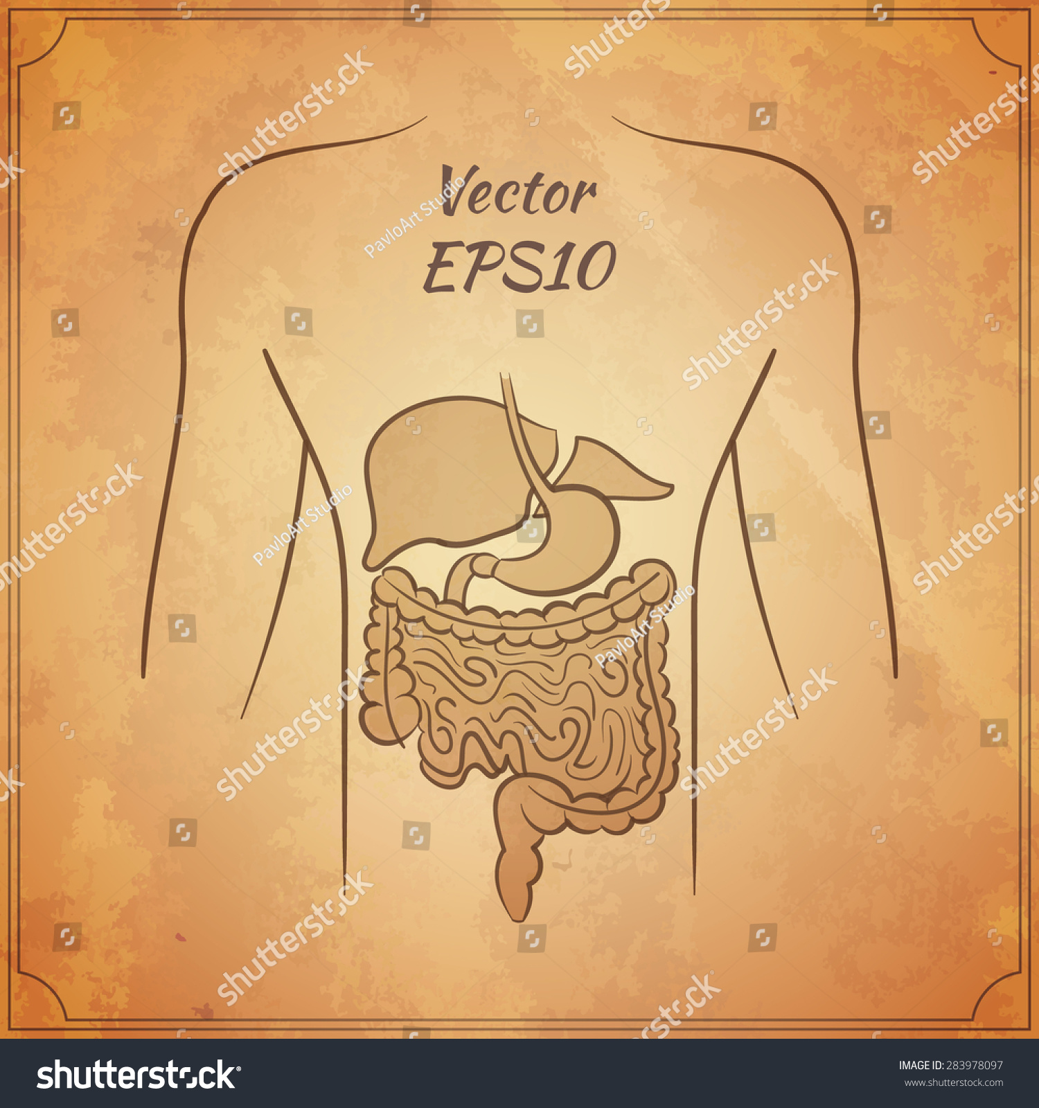 Alimentary System Vintage Vector Illustration Stock Vector (Royalty ...