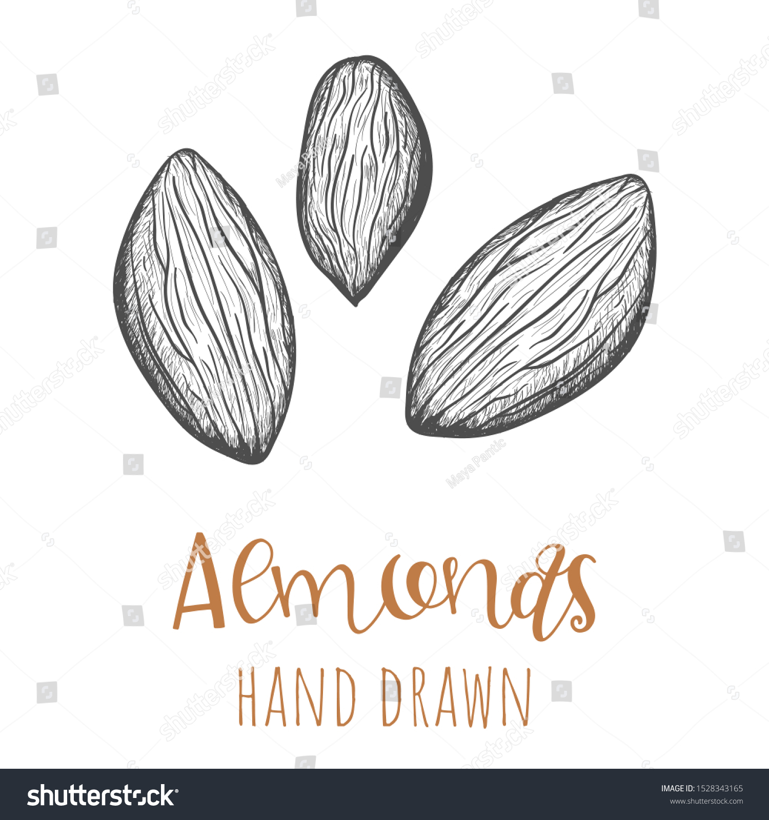 Almonds Hand Drawn Illustration Isolated Vector Stock Vector (Royalty ...