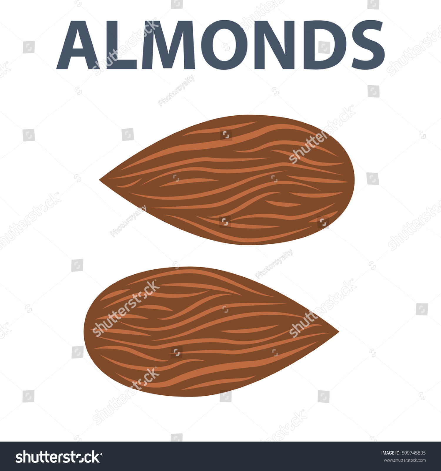 Almonds Nuts Vector Illustration Stock Vector (Royalty Free) 509745805