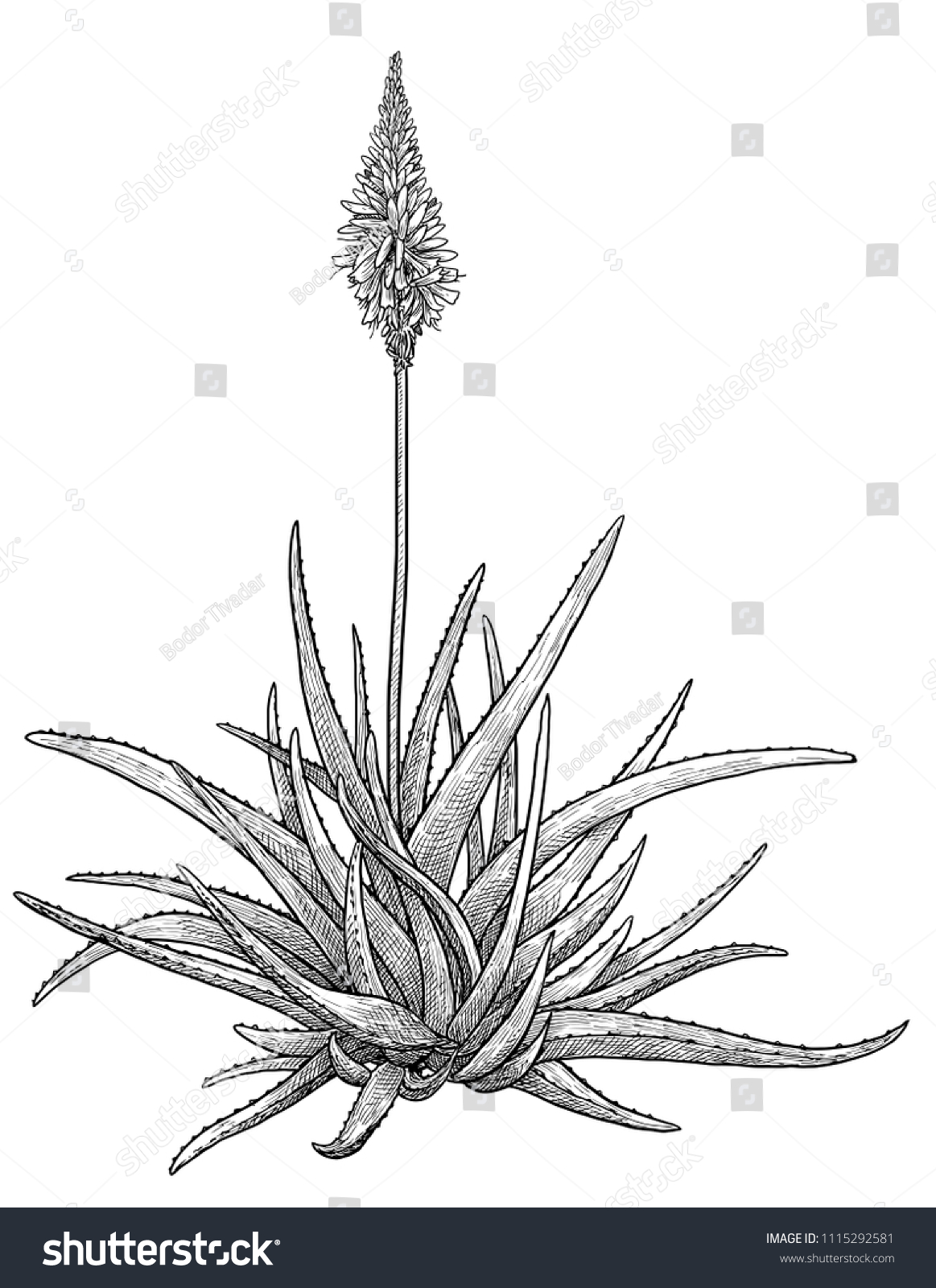 Aloe Vera Plant Illustration Drawing Engraving: стоковая векторная ... Aloe Vera Plant Illustration Drawing Engraving: стоковая векторная ...