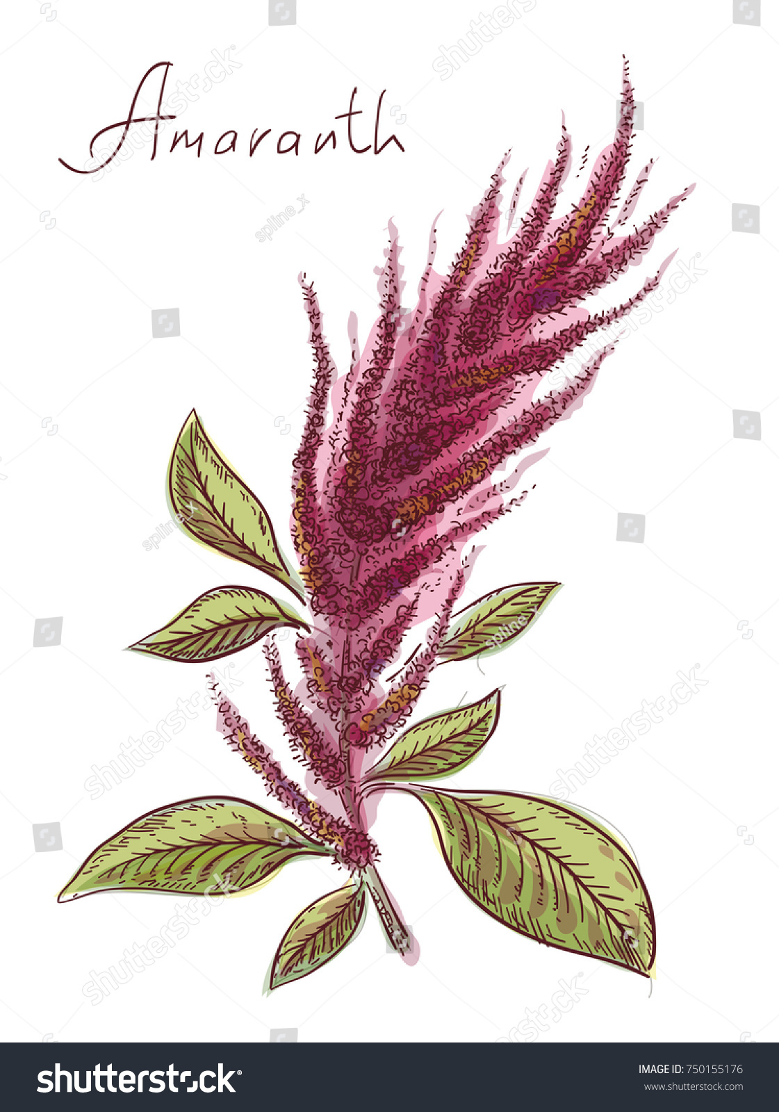 Amaranth Stock Vectors, Images & Vector Art | Shutterstock