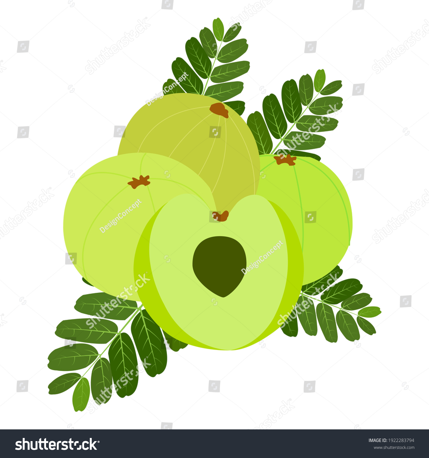 Amla Vectors Illustrations Amlocy Fruit Vector Stock Vector (Royalty ...