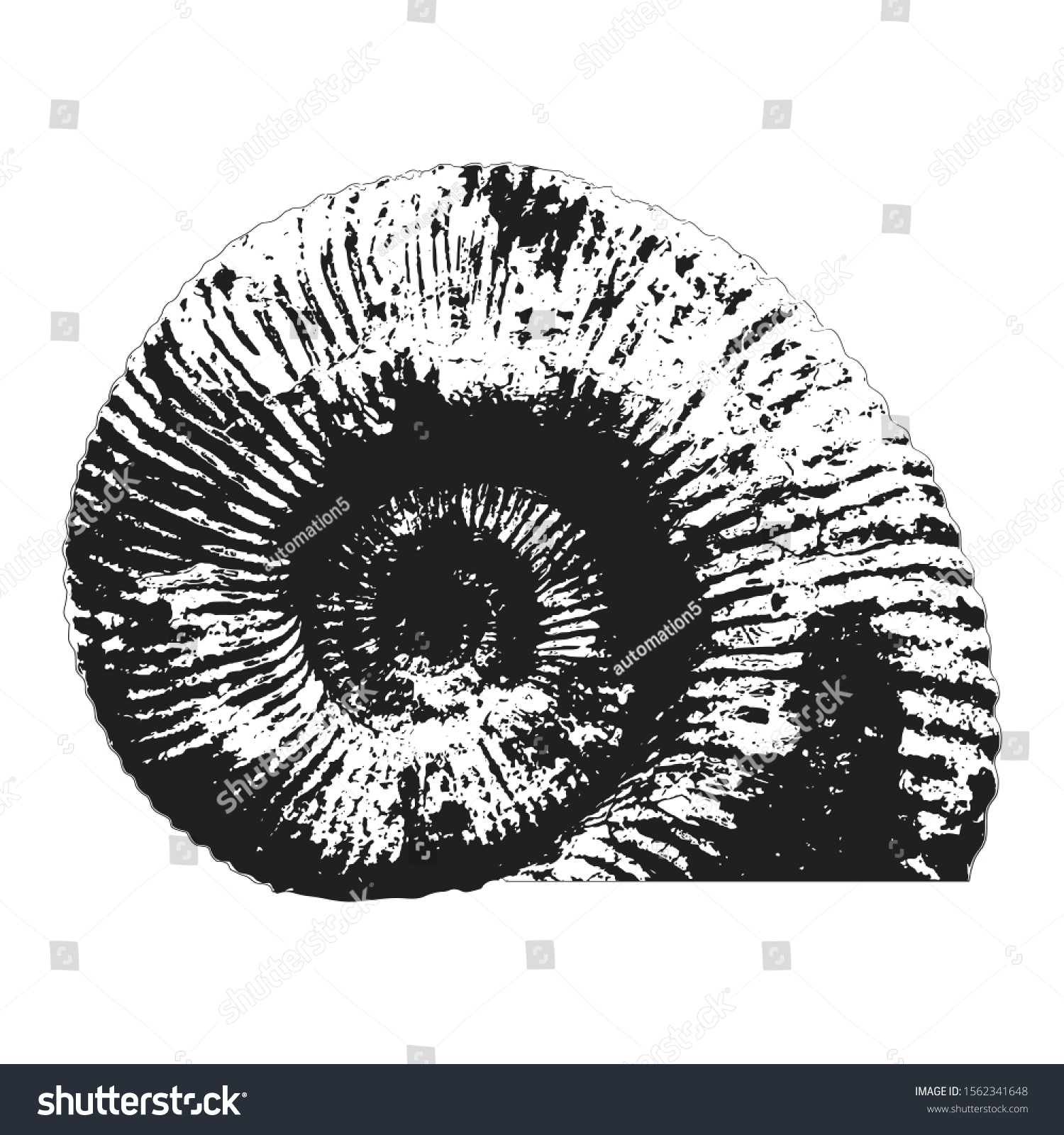 Ammonite Shell Silhouette Vector Illustration Stock Vector (Royalty ...