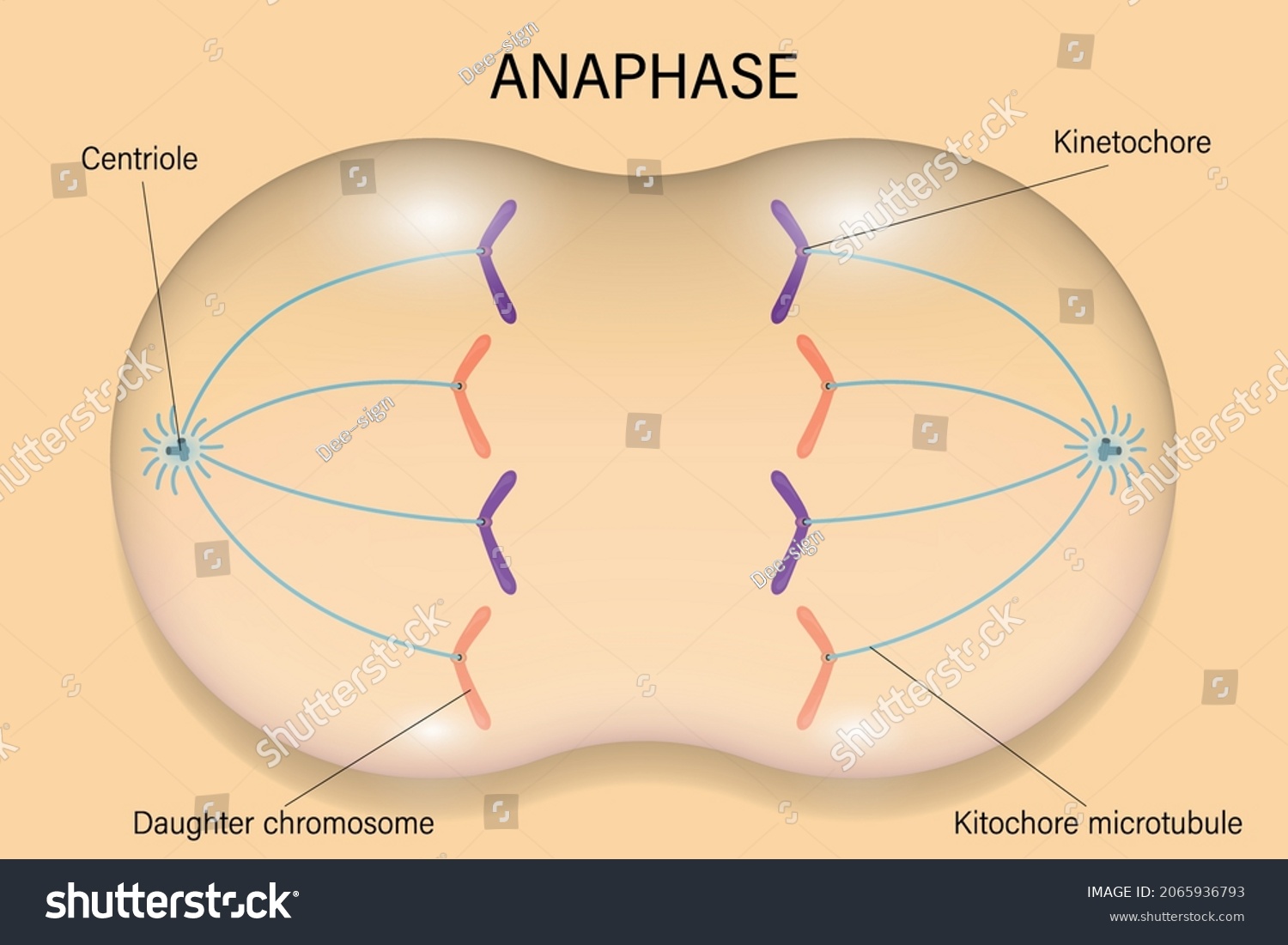 Anaphase Cell Division Cell Cycle: เวกเตอร์สต็อก (ปลอดค่าลิขสิทธิ์ ...
