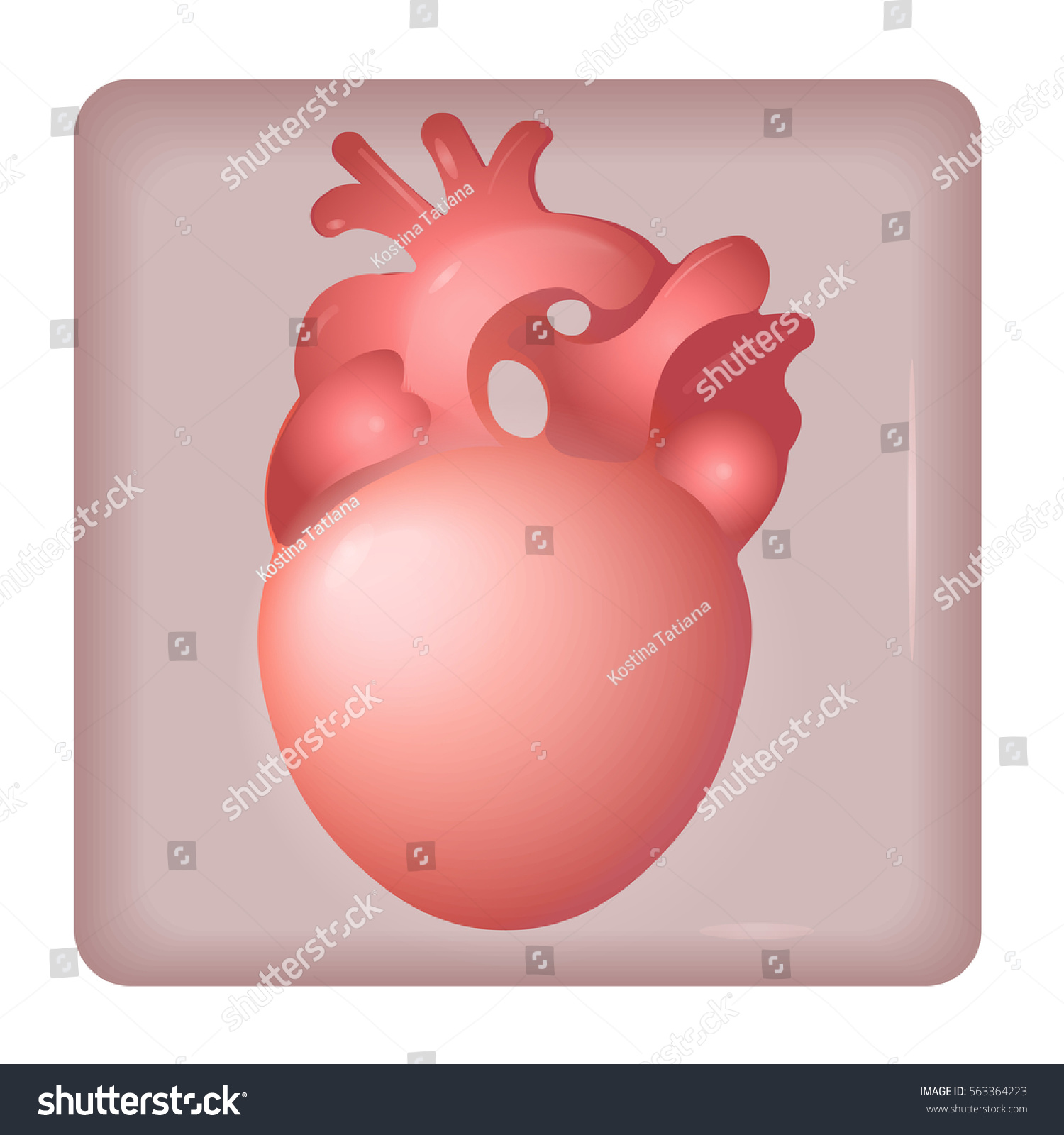Anatomic Heart Icon Stock Vector (Royalty Free) 563364223