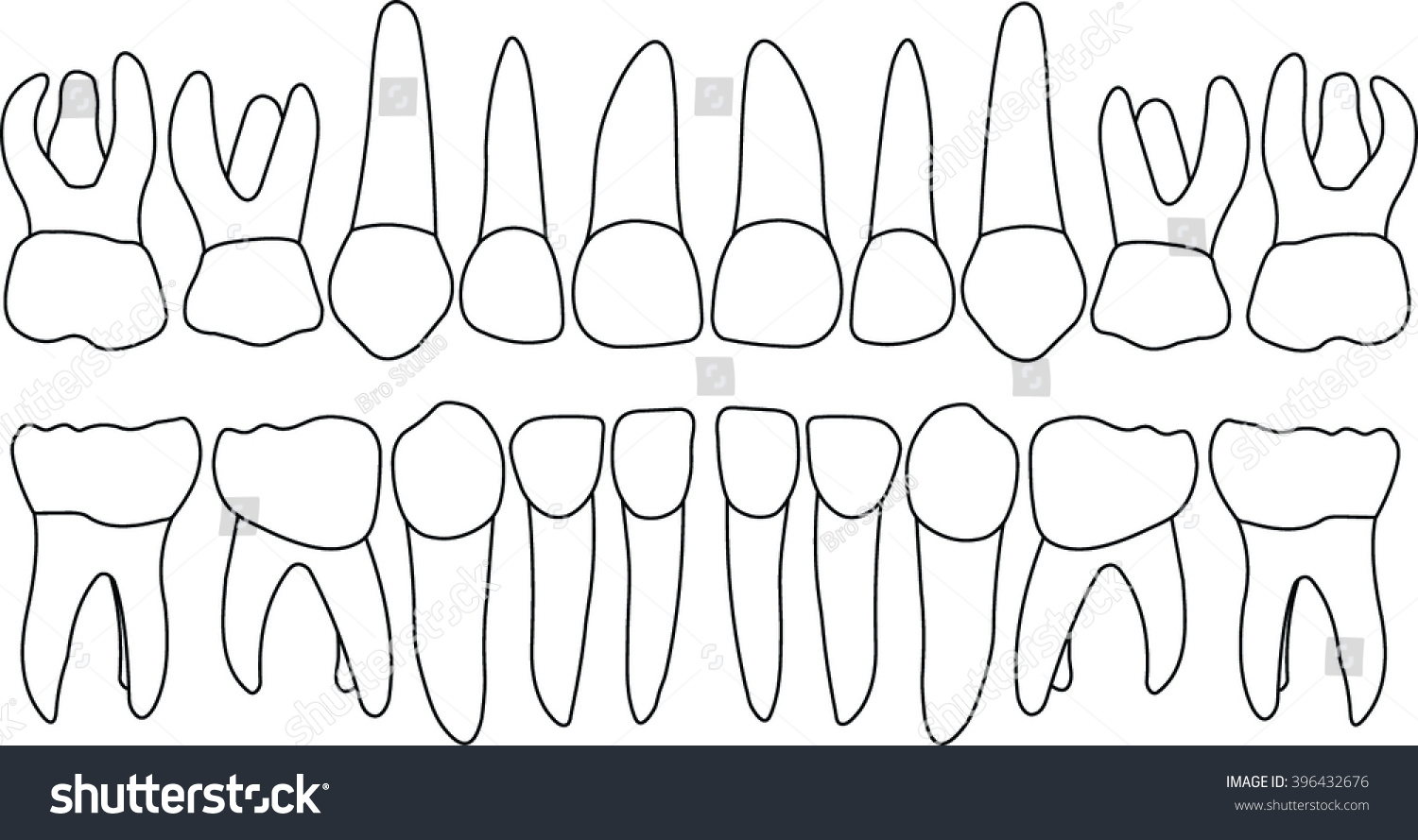 Anatomically Correct Baby Teeth Stock Vector (Royalty Free) 396432676